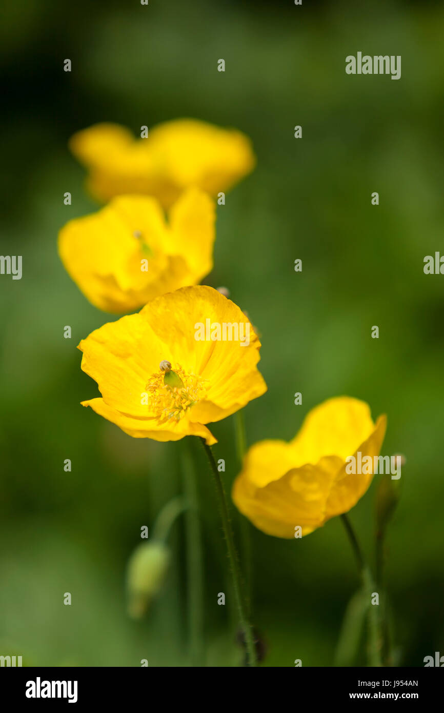 yellow poppy flowers in a garden, shallow depth of field Stock Photo ...