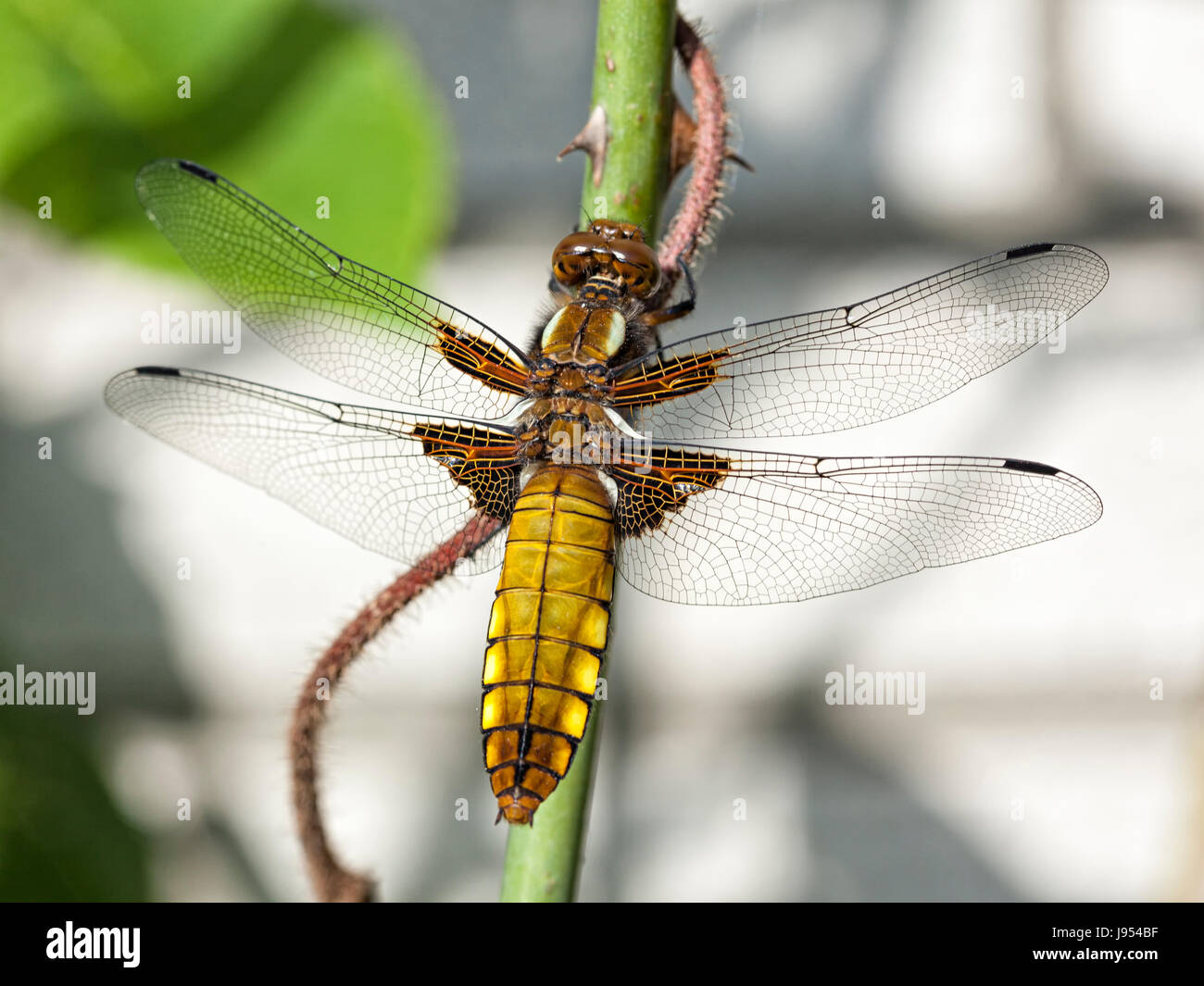 Young female Libellula depressa, the broad-bodied chaser or broad ...