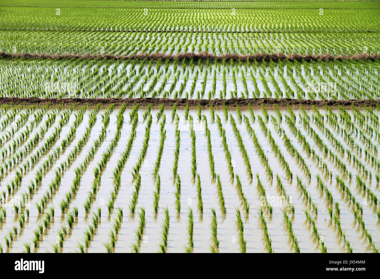 asia, agriculture, farming, field, grain, farm, rice, cereal, plant ...