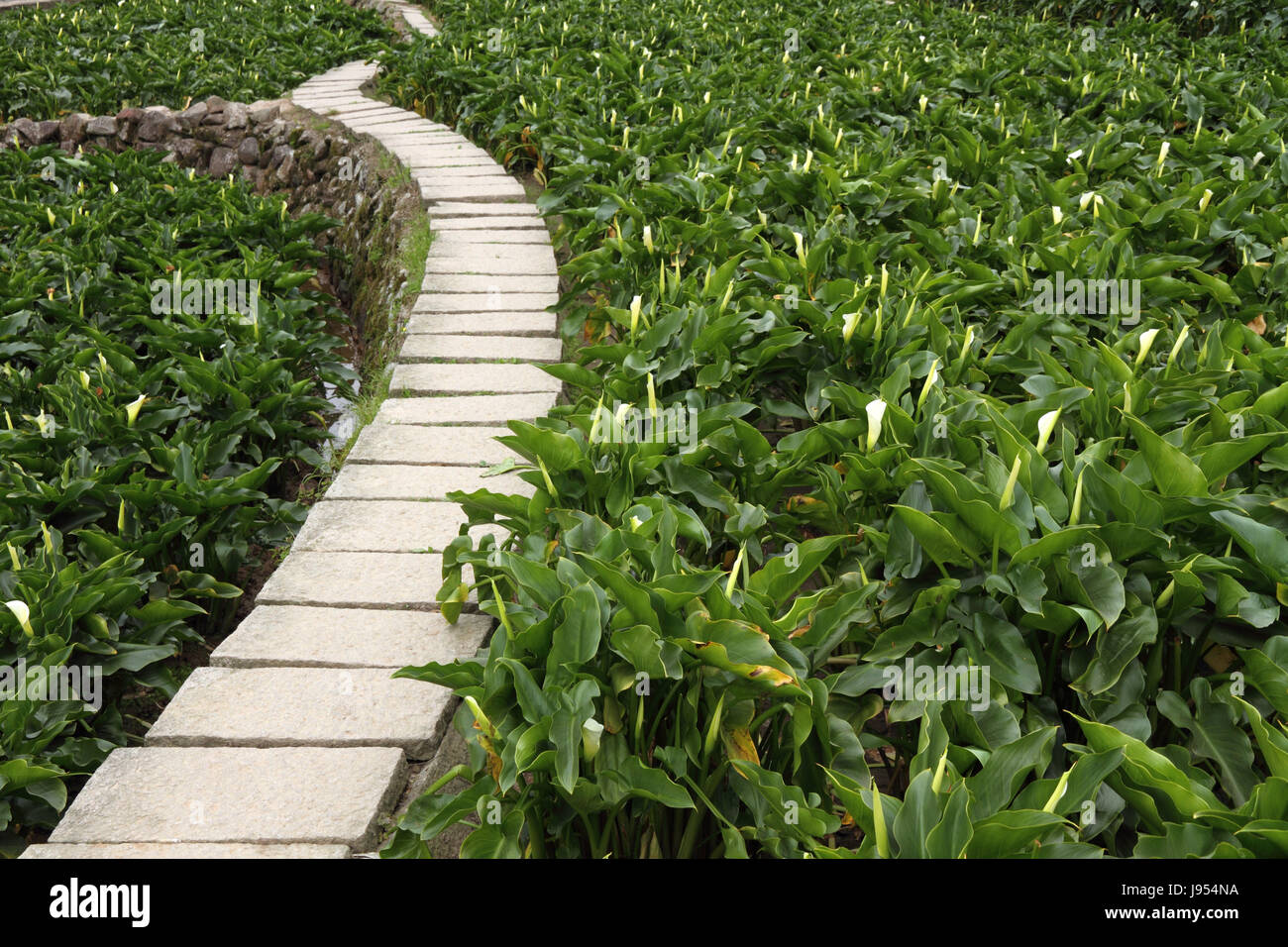 stone, field, walkway, road, path, way, meadow, street, plant ...