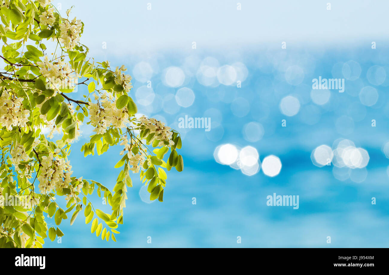 blue, summer, summerly, abstract, backdrop, background, leaf ...