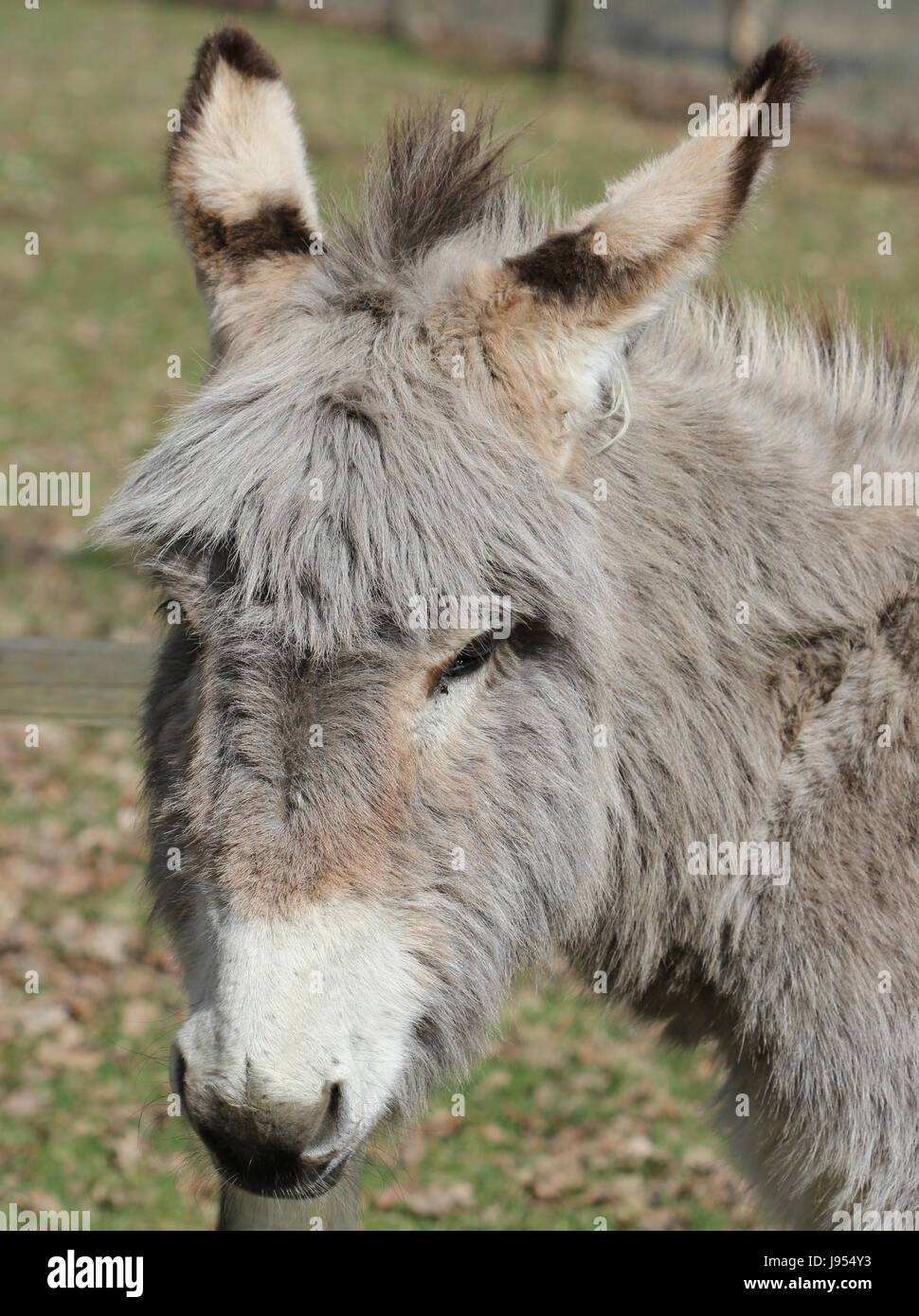 portrait, eyes, soft, skin, cuddle, long hairs, donkey, grey, gray ...