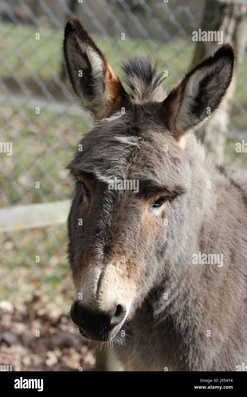portrait, eyes, soft, skin, cuddle, long hairs, donkey, grey, gray ...