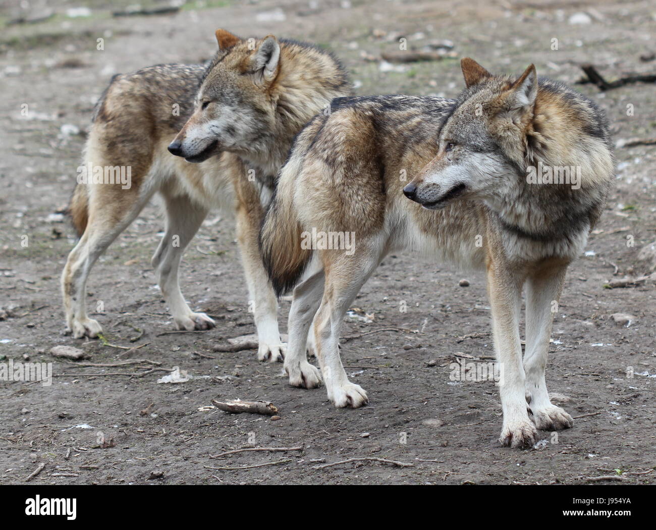 zoo, predator, wolf, wolves, wildlife park, look round, two, canis ...