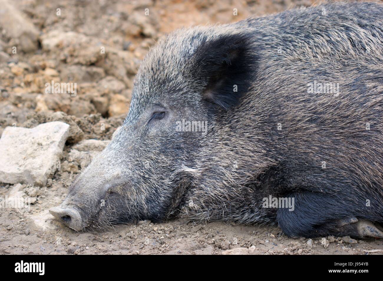 Wild boar stones hi-res stock photography and images - Alamy