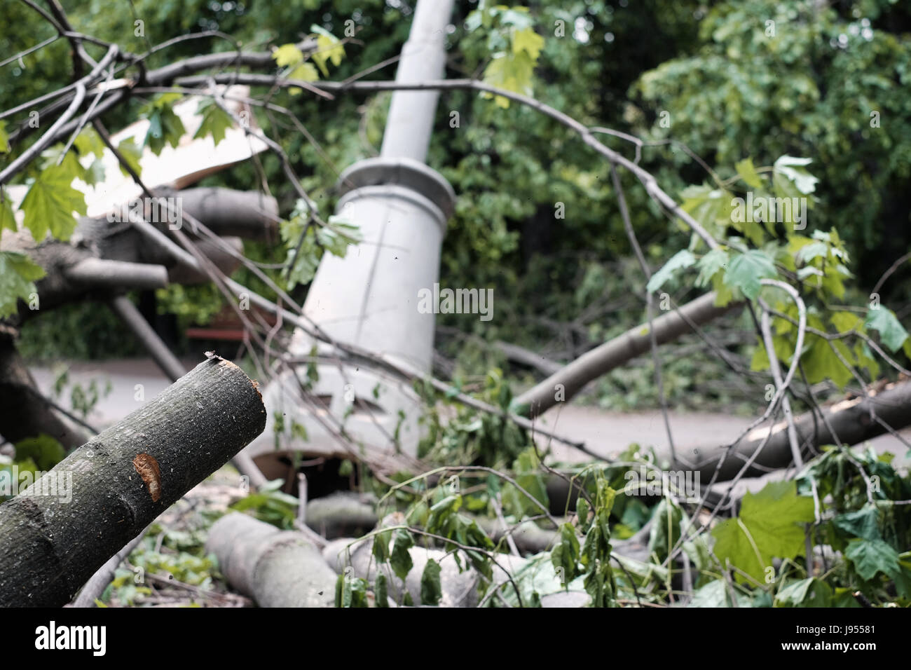 Mess of fallen trees and electrical post, concept of natural disasters ...