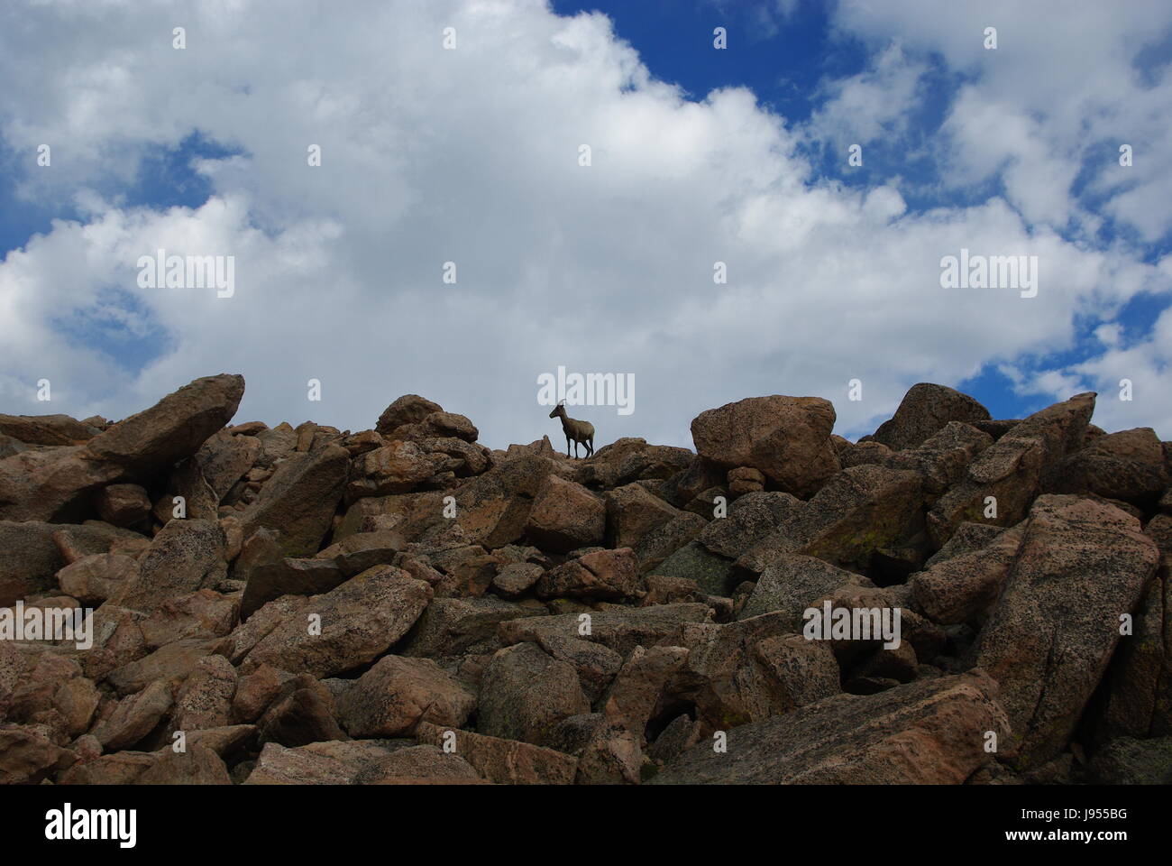stone, goat, rock, high mountains, grey, gray, stone, cold, cloud, goat ...