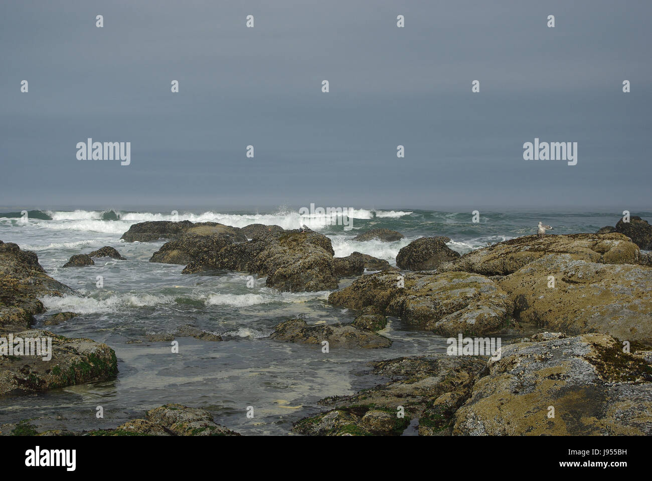 rock, wave, coast, salt water, sea, ocean, water, mountain, seagull ...
