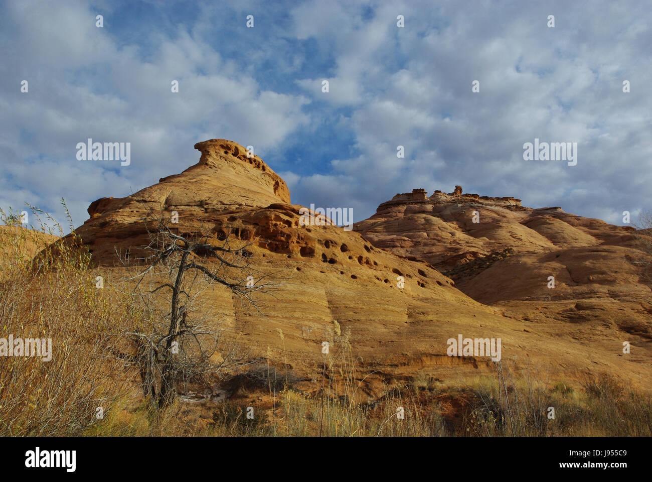 tree, formation, rock, ravine, dry, dried up, barren, Canyon, slim ...