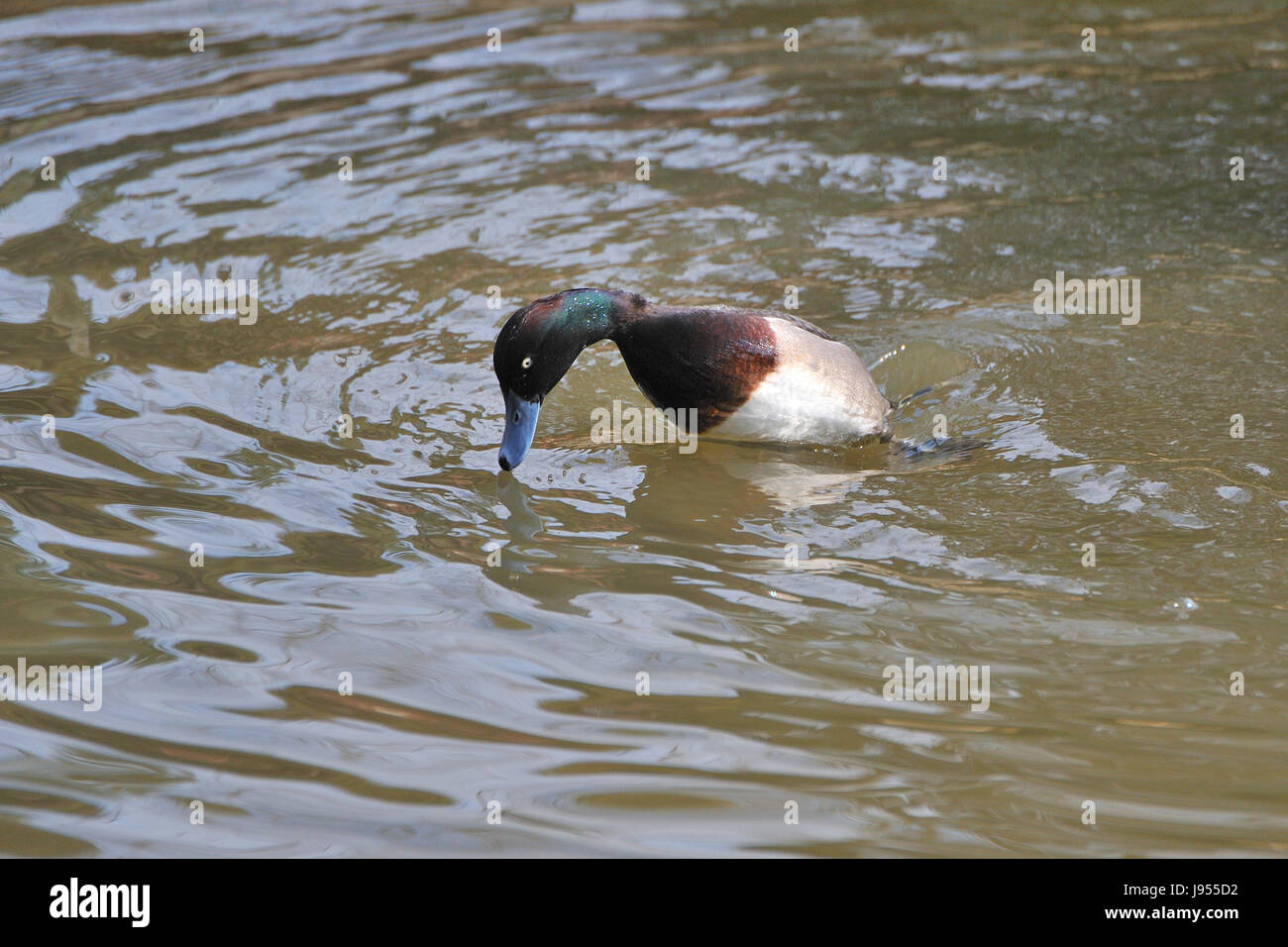 bird, birds, spring, bouncing, bounces, hop, skipping, frisks, jumping ...
