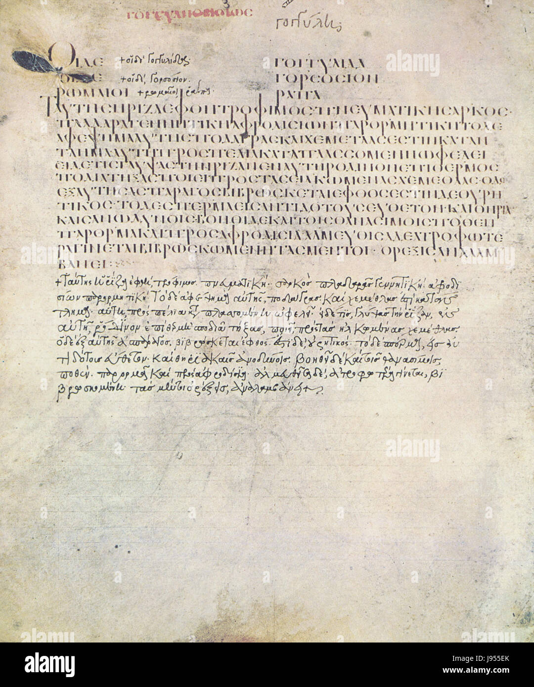 A page from the 'Dioskurides' manuscript, featuring botanical ...