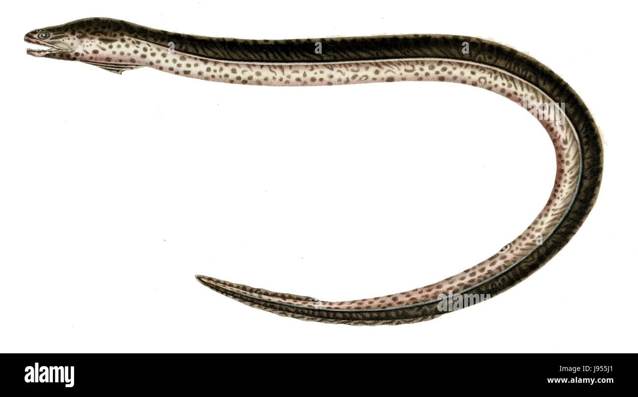Swamp eel Cut Out Stock Images & Pictures - Alamy