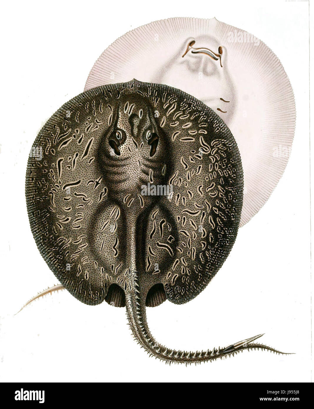 Conservation stingray Cut Out Stock Images & Pictures - Alamy