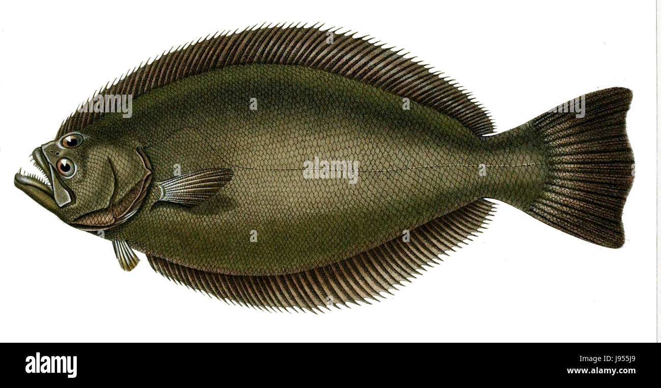 Paralichthys hi-res stock photography and images - Alamy