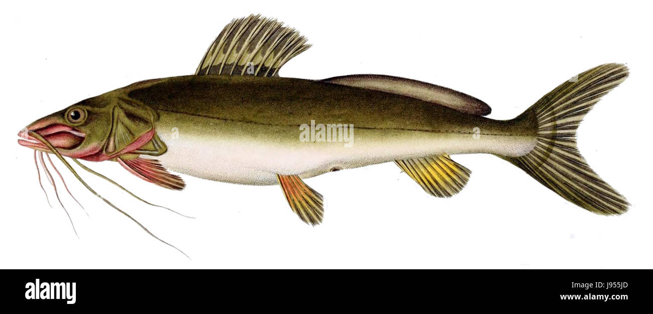 Rhamdia quelen hi-res stock photography and images - Alamy