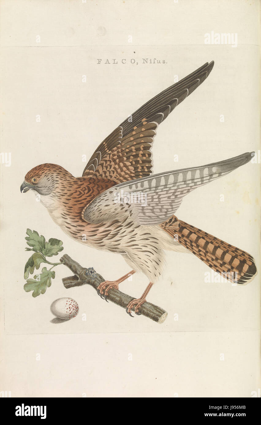 Nederlandsche Vogelen is a detailed work on the birds of the ...