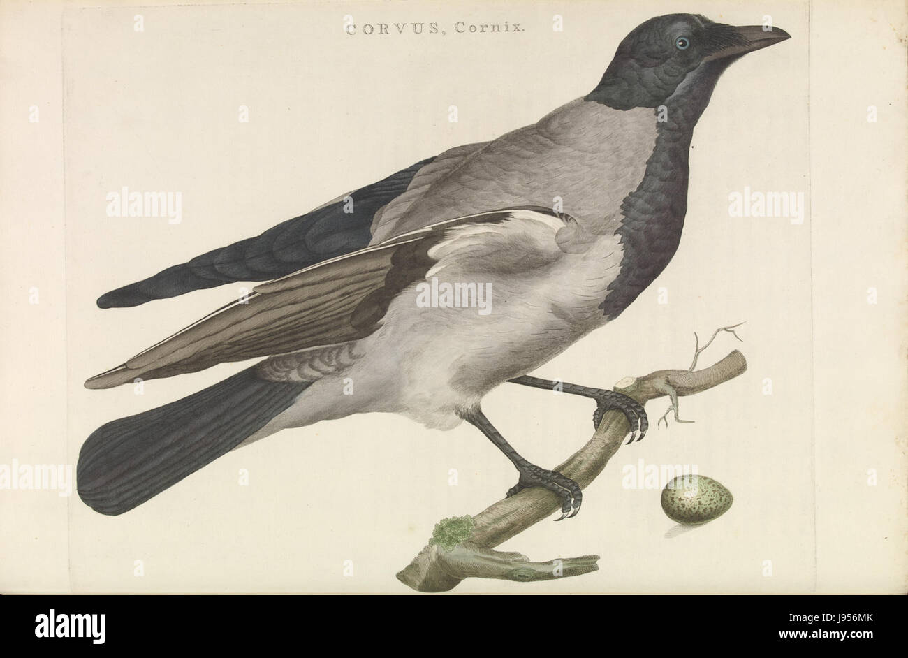 This plate from the *Nederlandsche Vogelen* (Dutch Birds) series ...