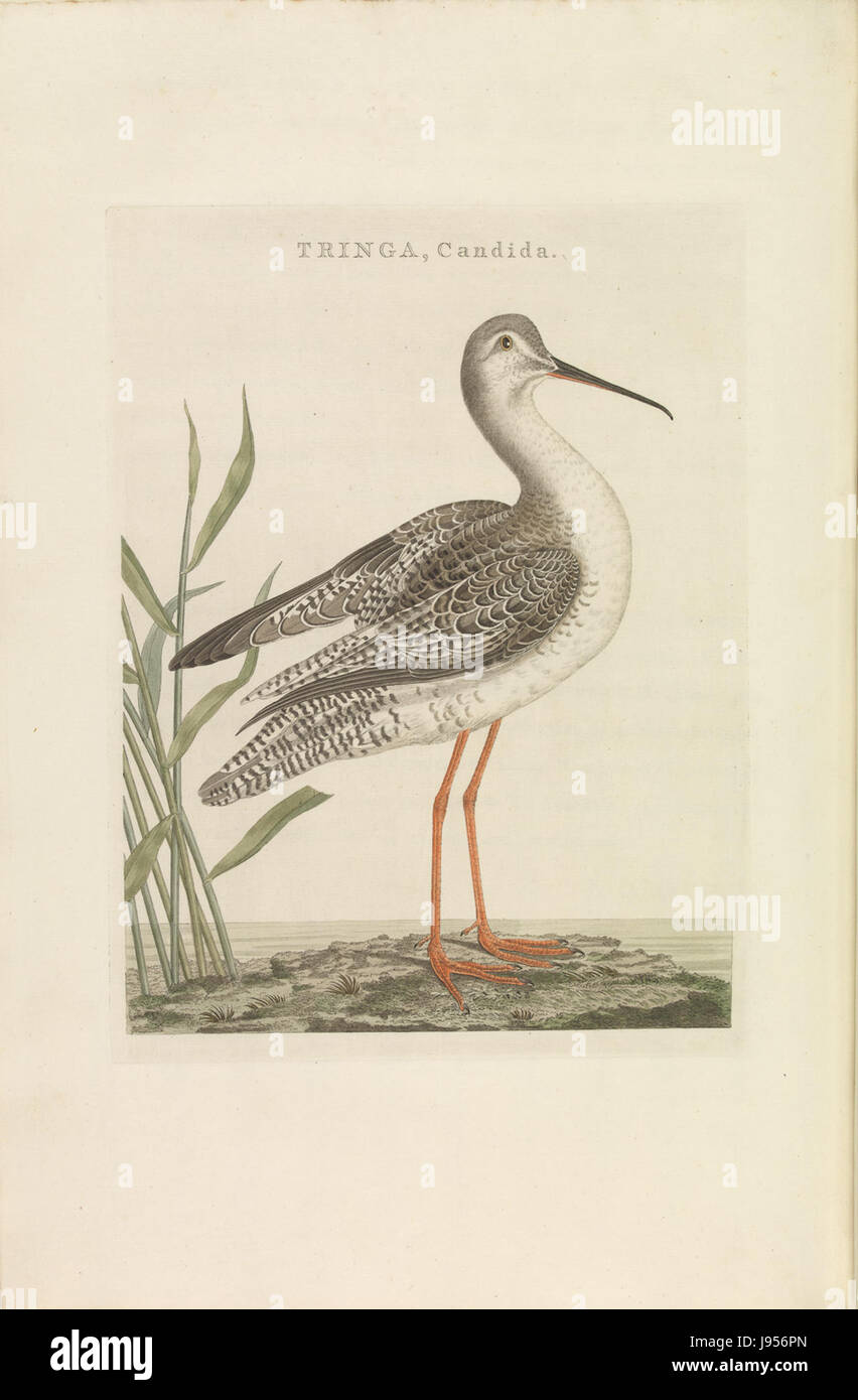 The 'Nederlandsche Vogelen' (Dutch Birds) is a historical work ...