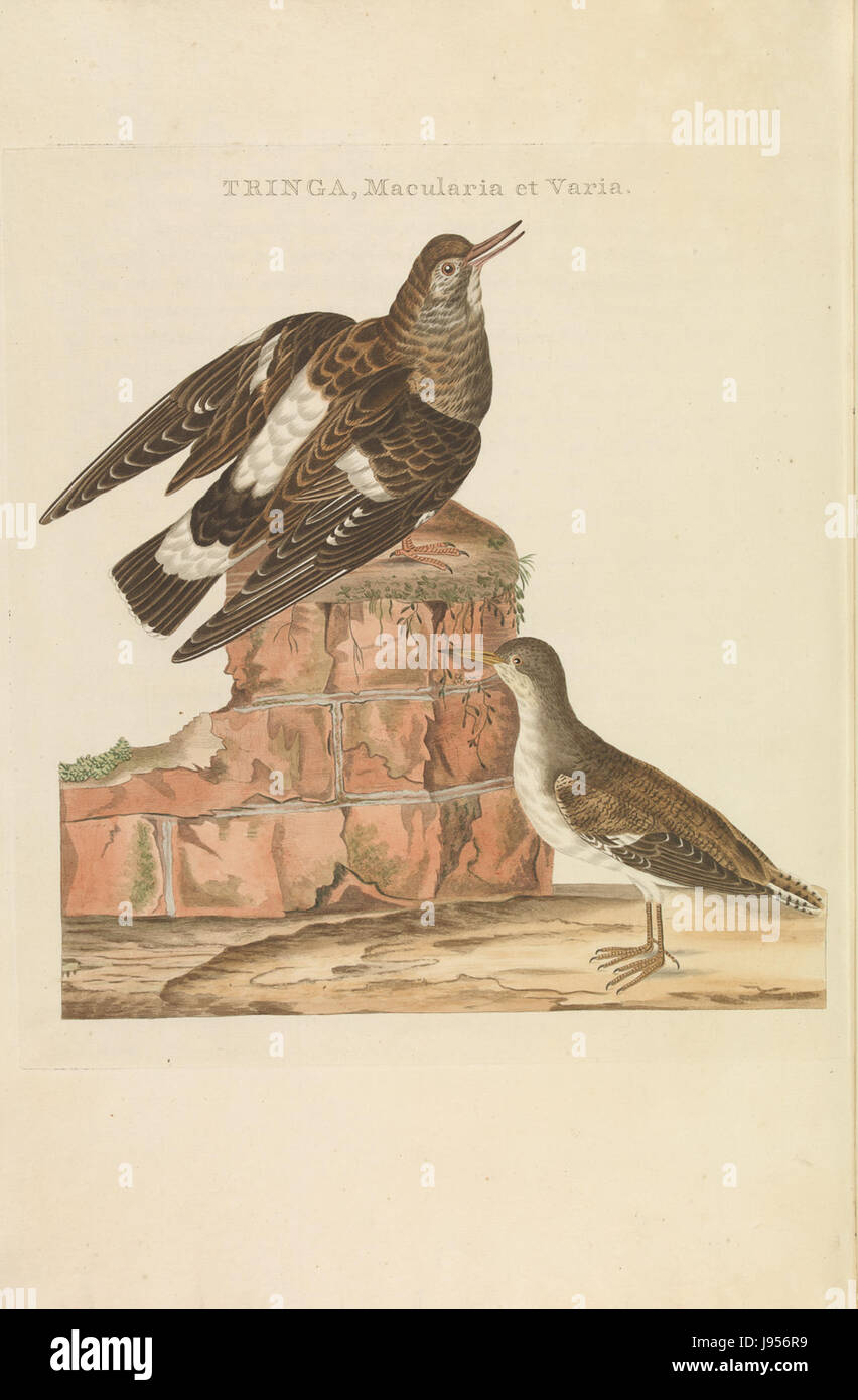 Nederlandsche Vogelen (Dutch Birds) is a book series documenting ...