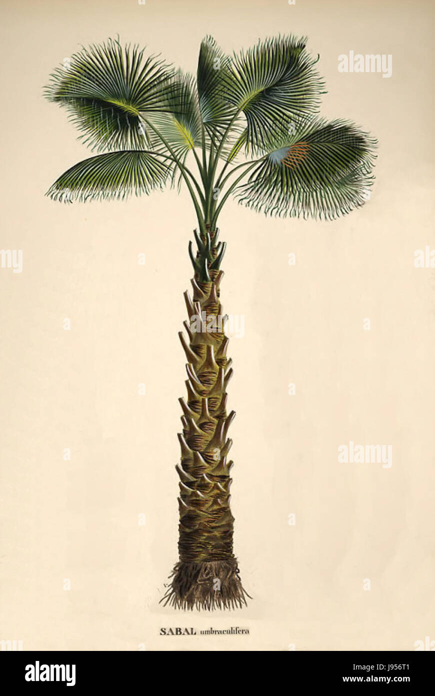 South carolina palmetto tree hi-res stock photography and images - Alamy