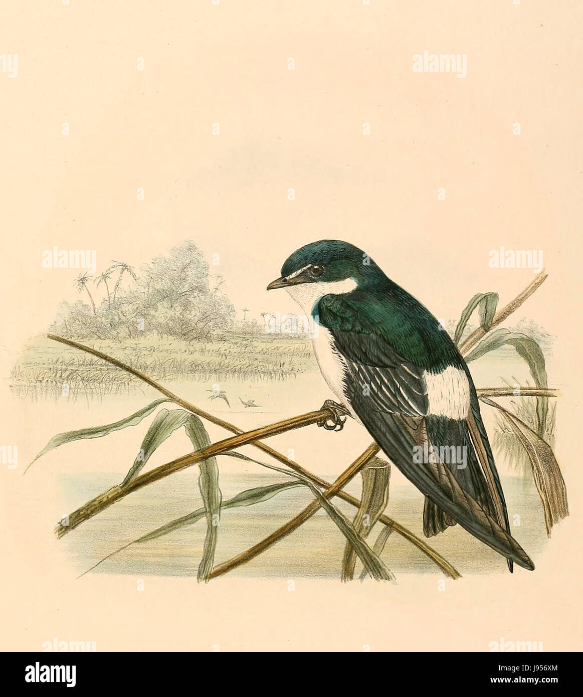 Tachycineta albilinea, also known as the white-banded swallow, is a ...