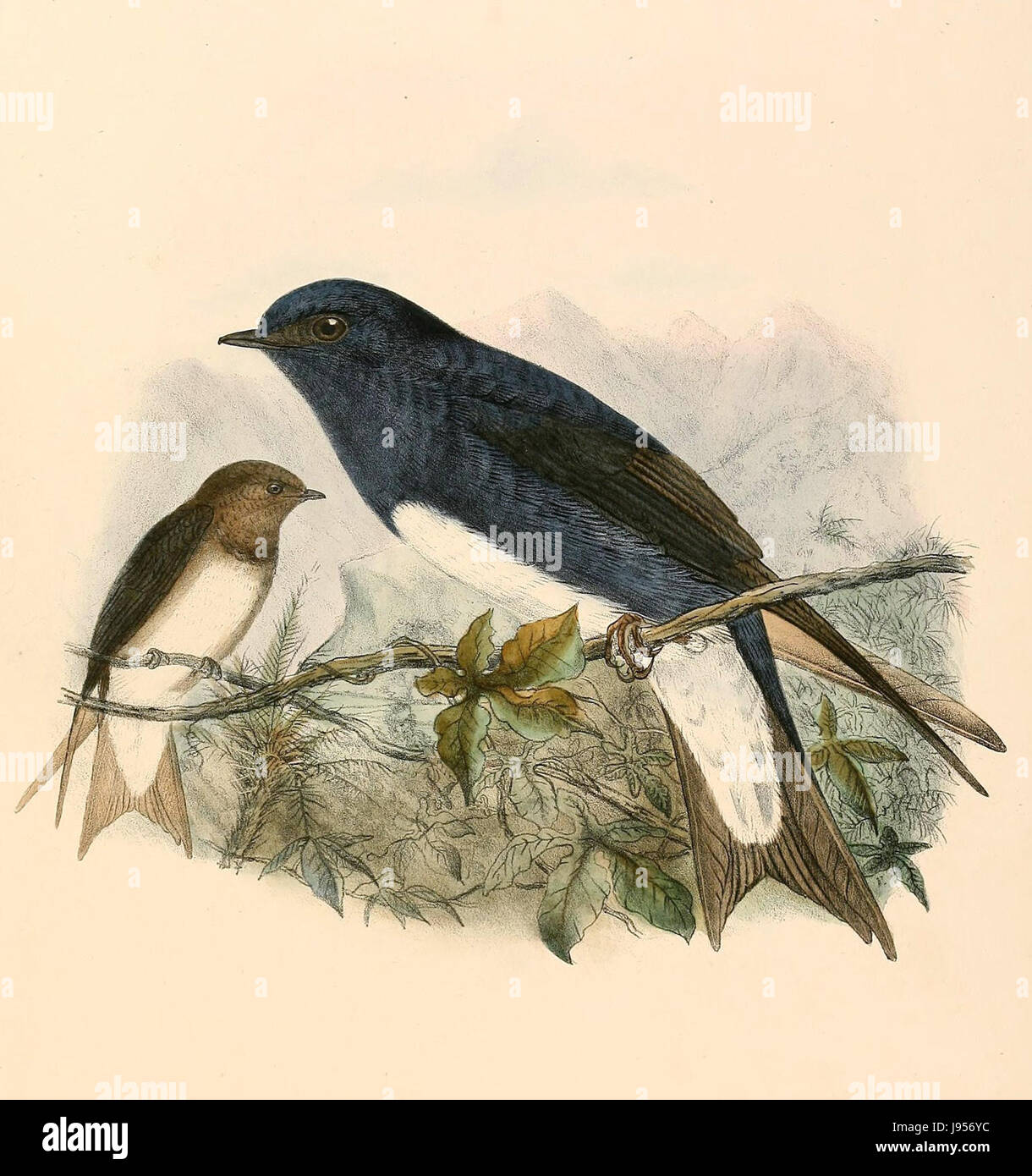 Progne dominicensis 1894 Stock Photo - Alamy