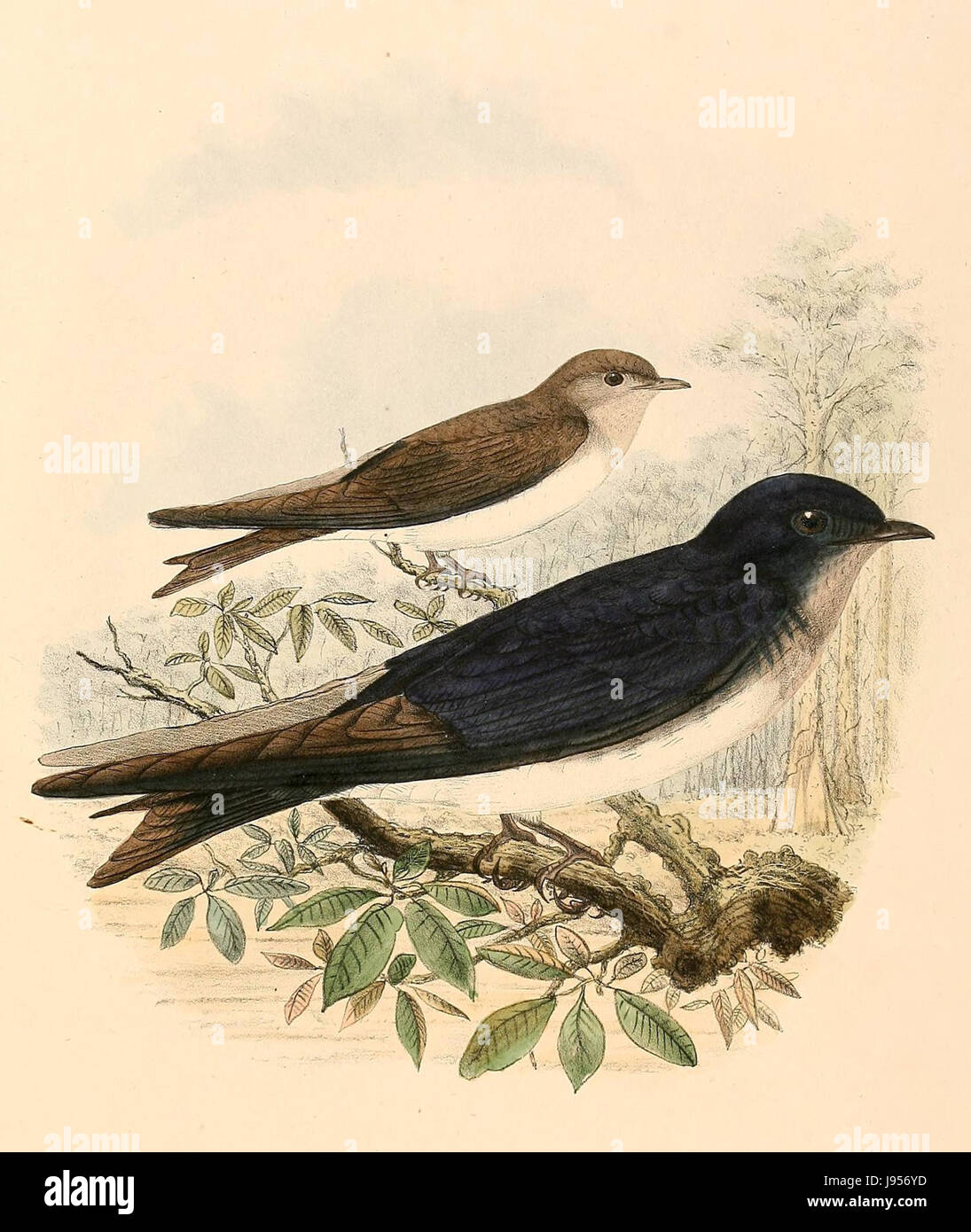 Progne chalybea 1894 Stock Photo - Alamy