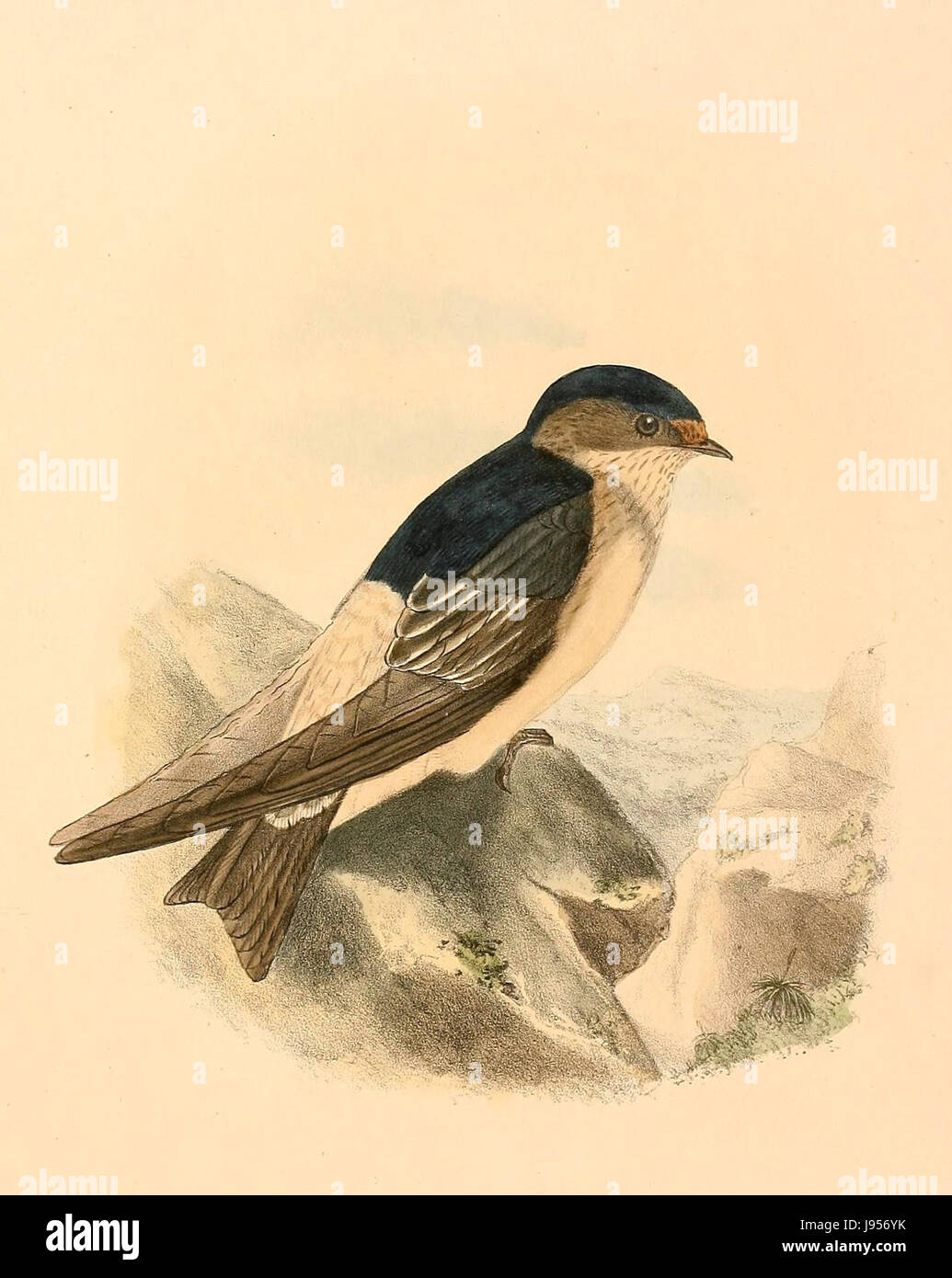 Petrochelidon nigricans, commonly known as the black swallow, is a bird ...