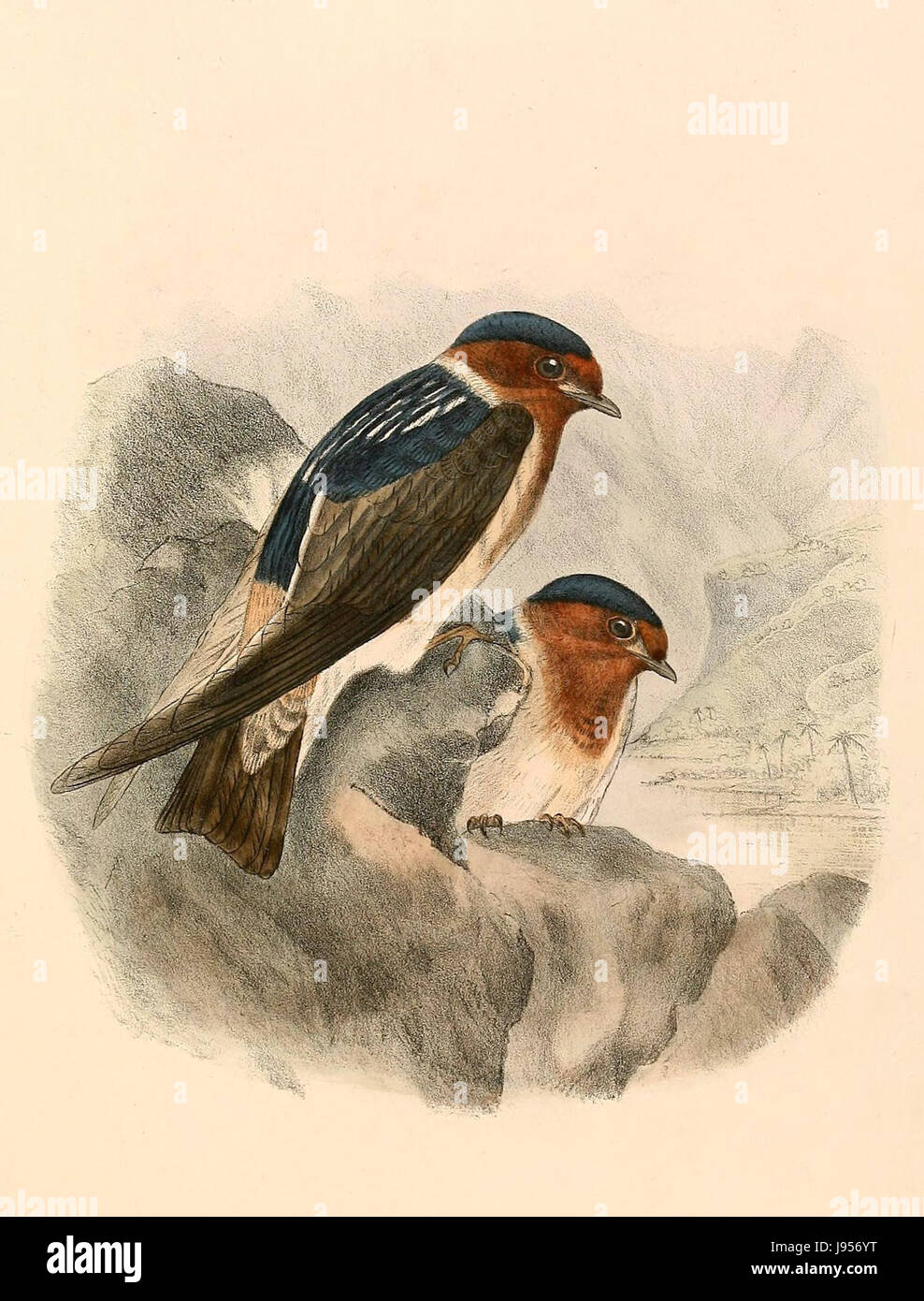 Petrochelidon pyrrhonota swainsoni is a subspecies of the cliff swallow ...