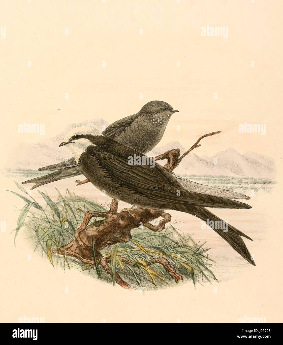 Psalidoprocne albiceps, also known as the white-headed cliff swallow ...