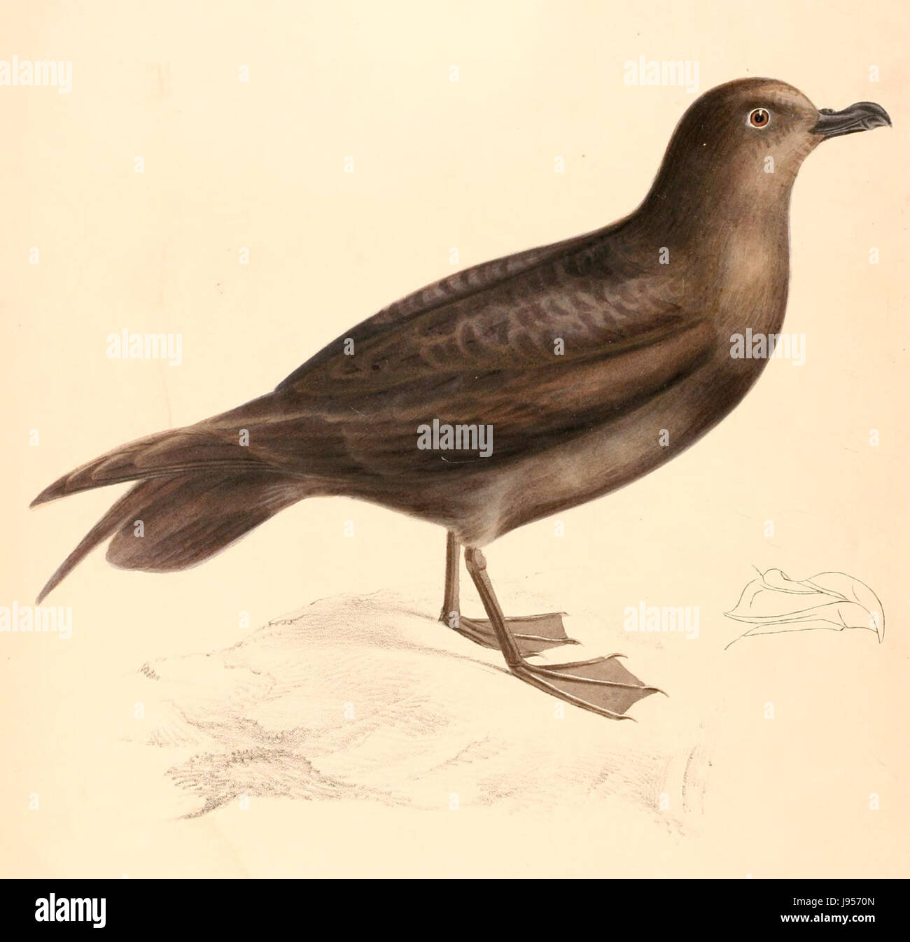 Pterodroma macroptera 1838 Stock Photo - Alamy