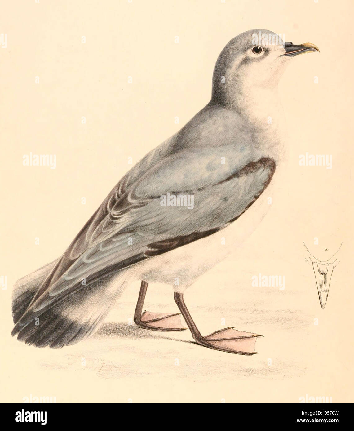 Prion species hi-res stock photography and images - Alamy