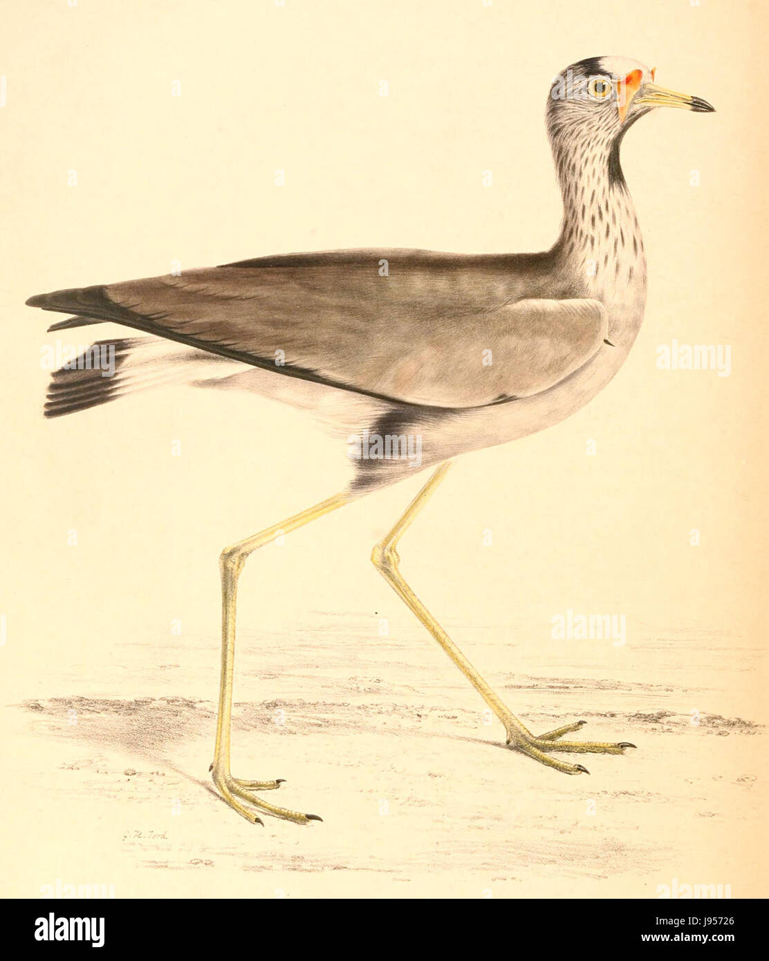 Vanellus senegallus, known as the Senegal Lapwing, is a bird species ...