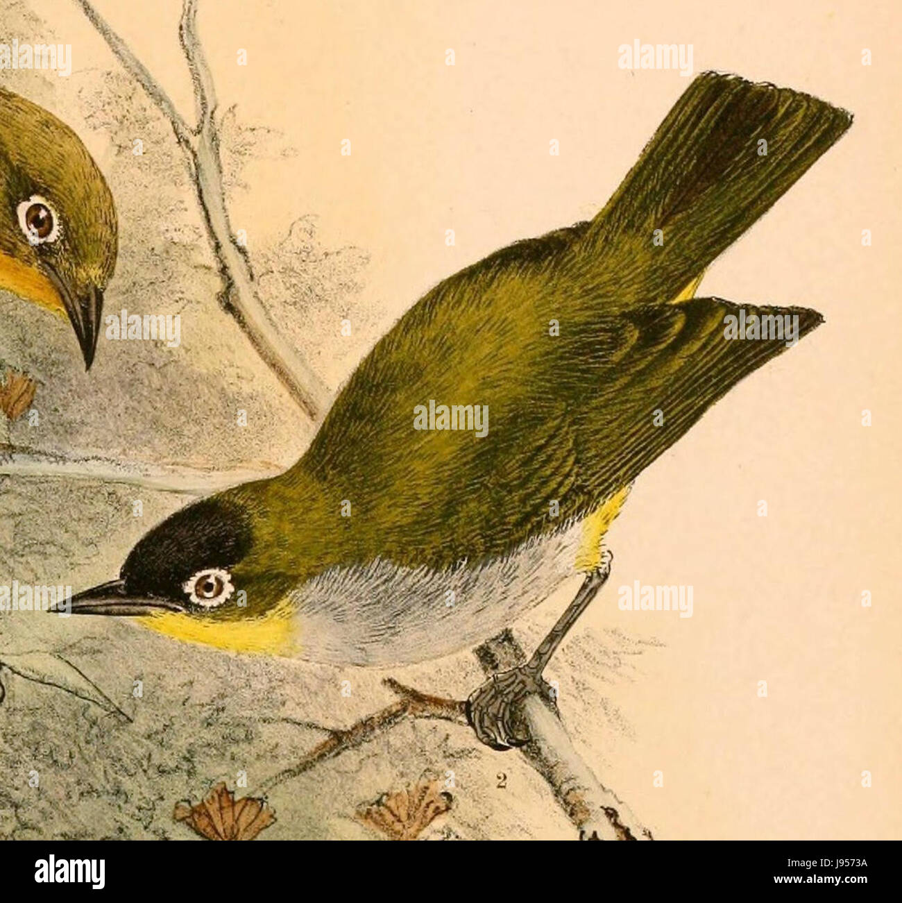 Zosterops atrifrons subatrifrons 1898 Stock Photo - Alamy