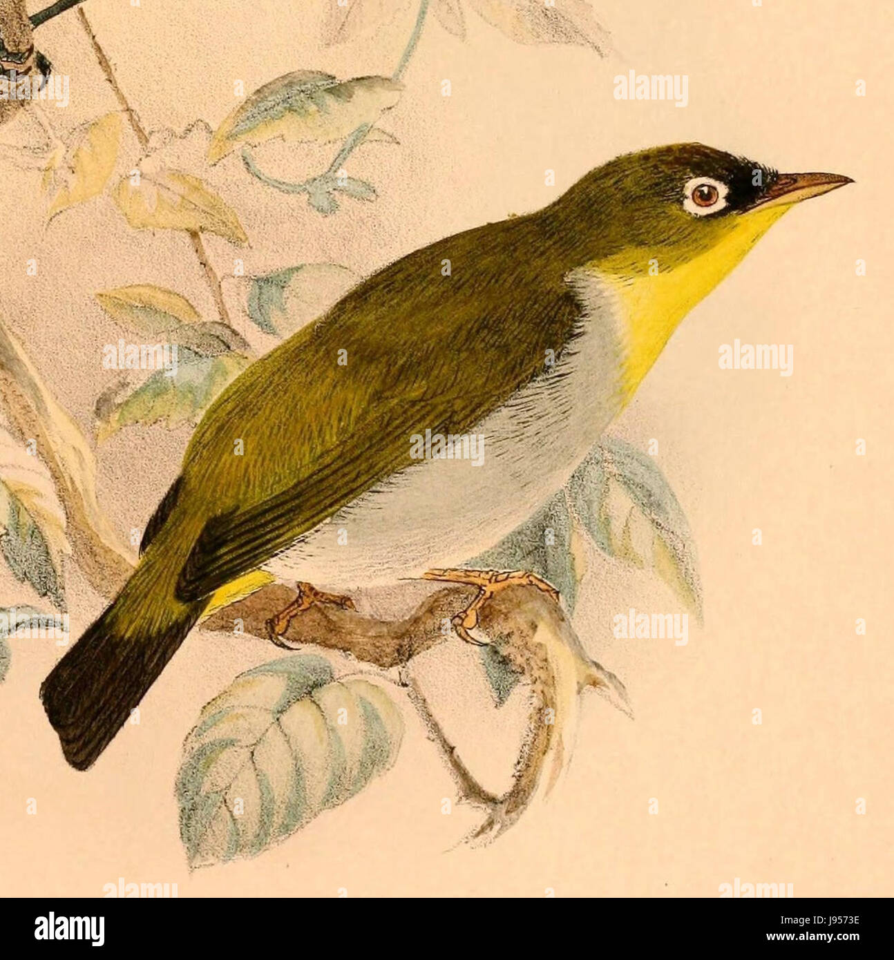 Zosterops nehrkorni 1898 Stock Photo - Alamy
