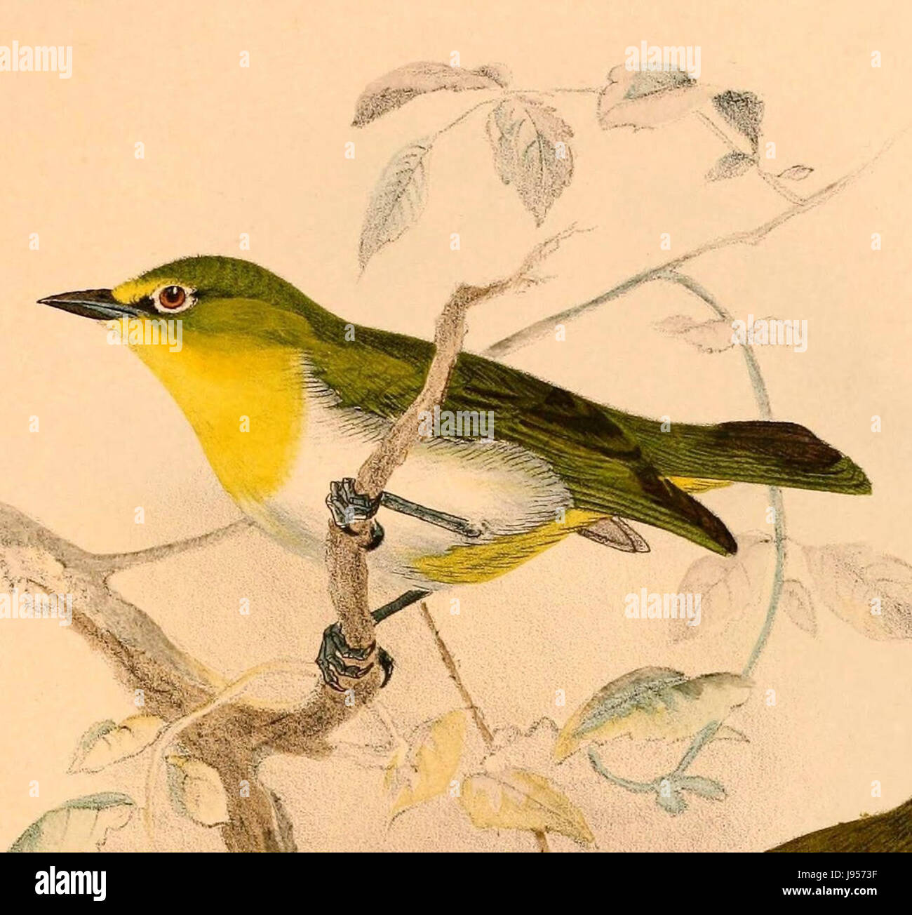 Zosterops montanus obstinatus 1898 Stock Photo - Alamy