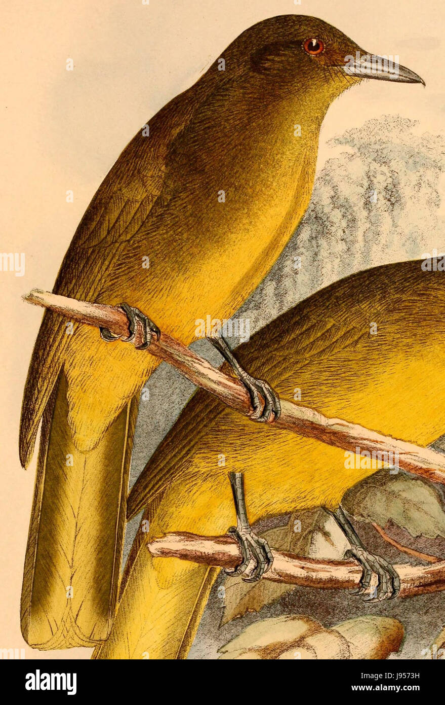 Thapsinillas longirostris aureus 1898 Stock Photo - Alamy