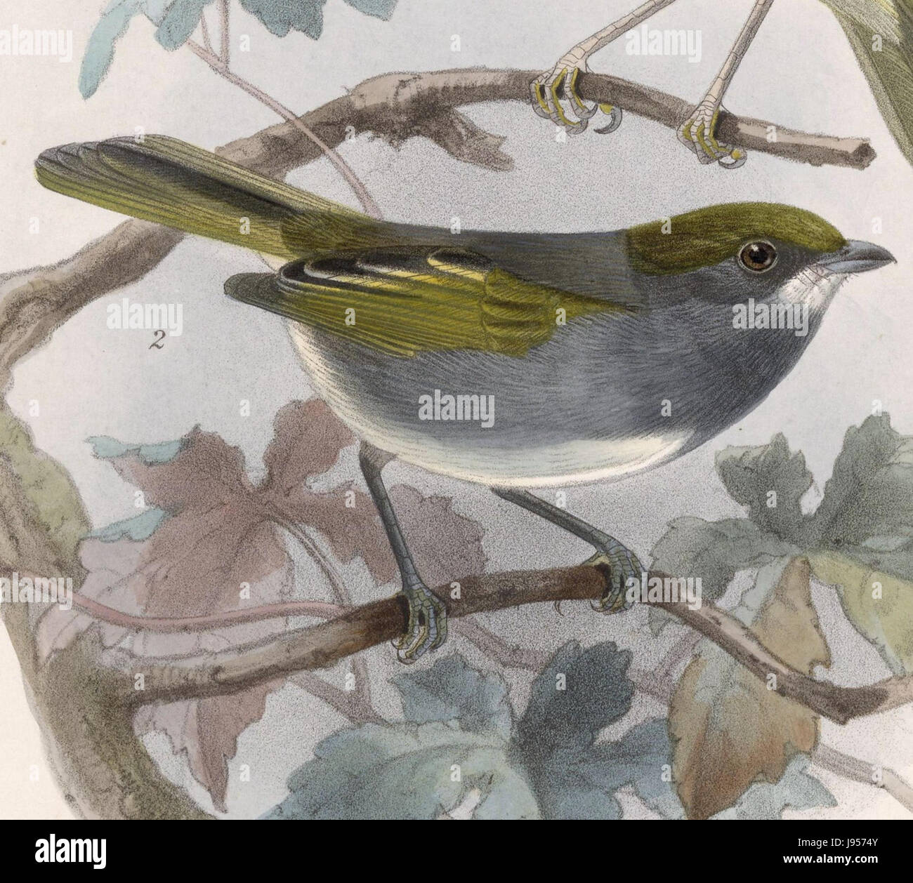 Vireo brevipennis, a bird species observed in 1902, belongs to the ...
