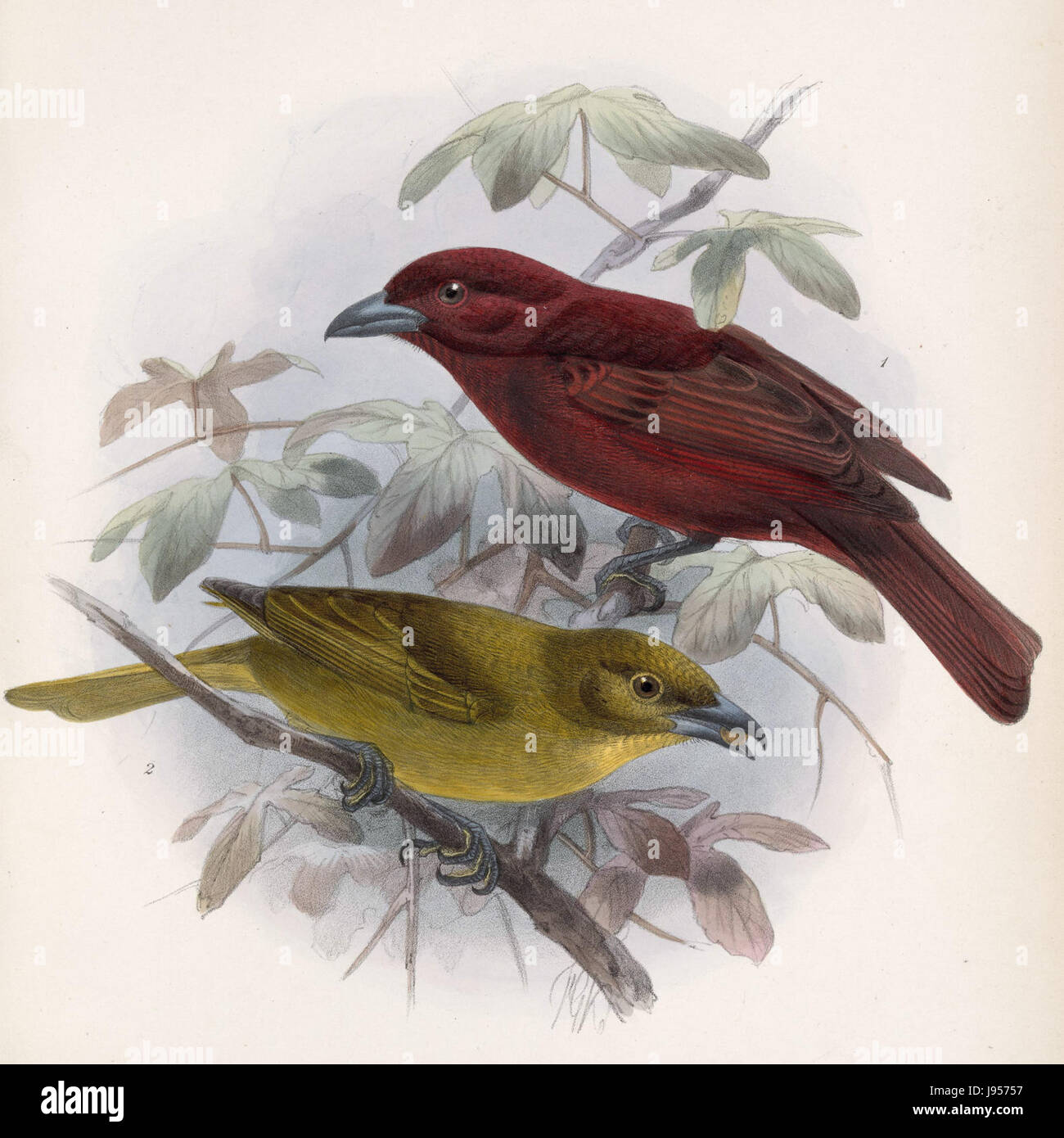 Piranga lutea testacea is a subspecies of the Scarlet Tanager, native ...