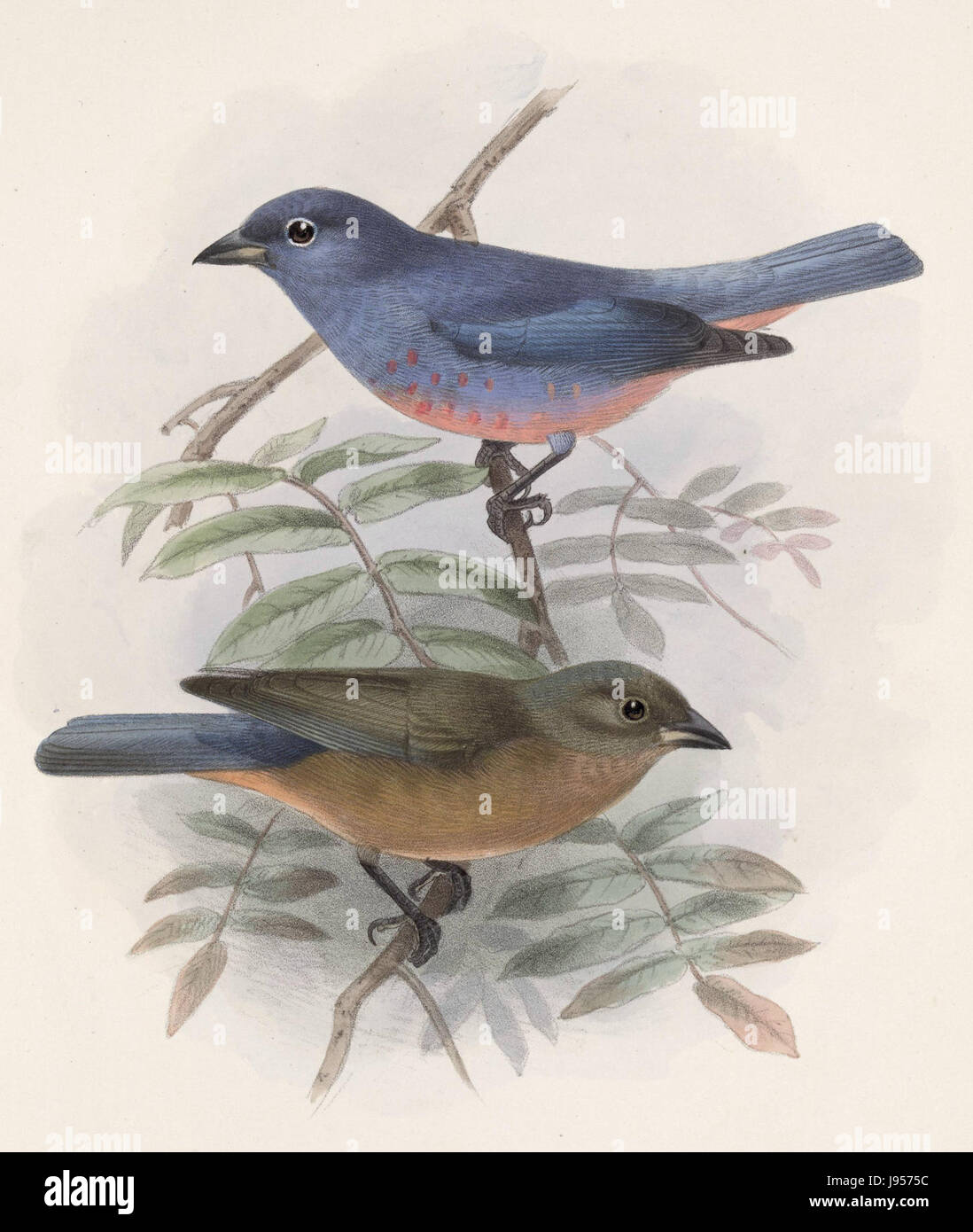 Passerina rositae, commonly known as the Rositaâ€™s bunting, is a ...