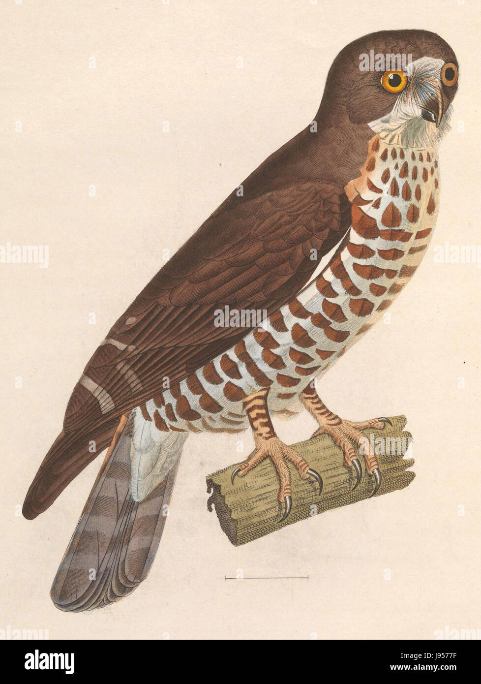Ninox hi-res stock photography and images - Alamy