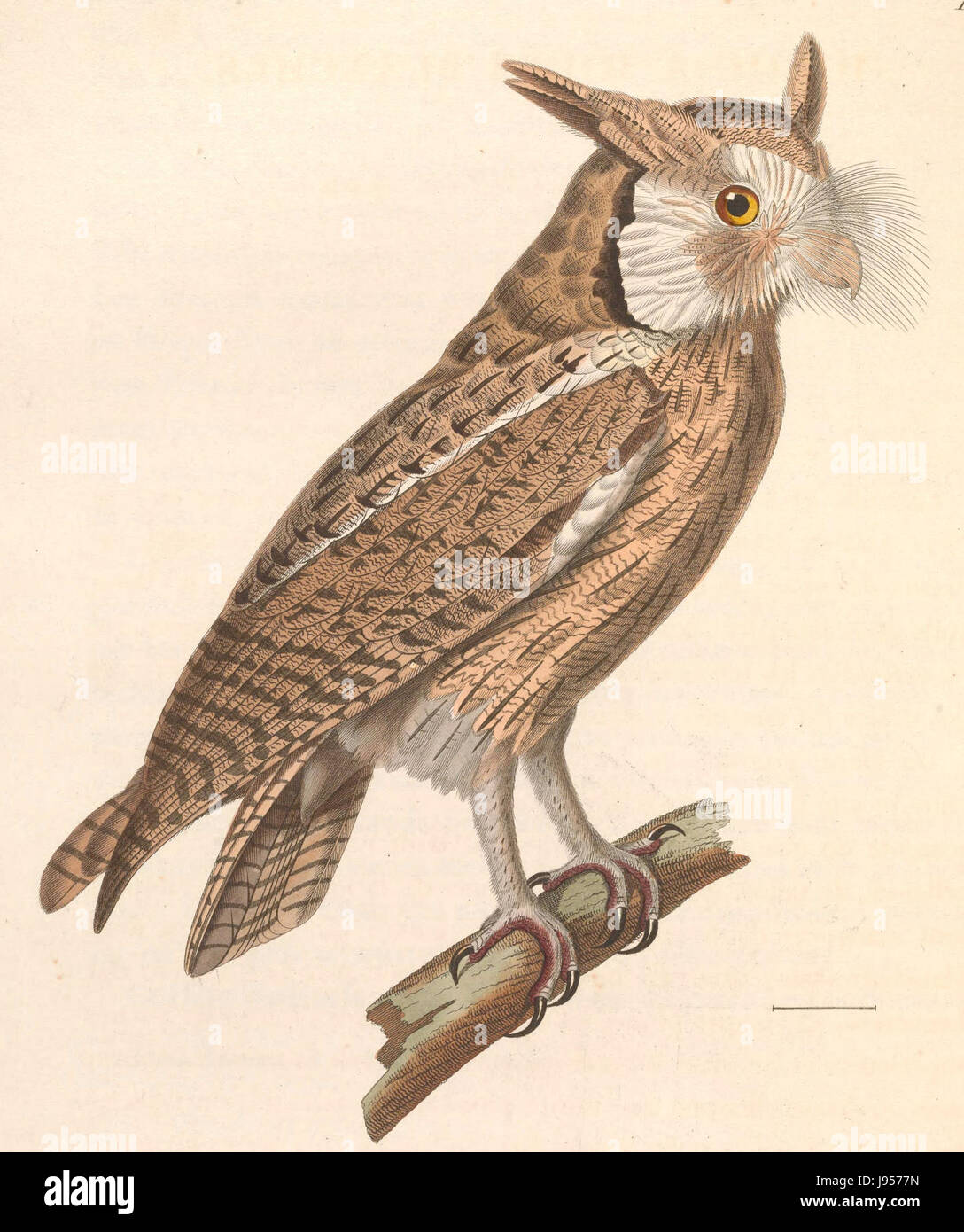 Ptilopsis leucotis 1838 Stock Photo - Alamy