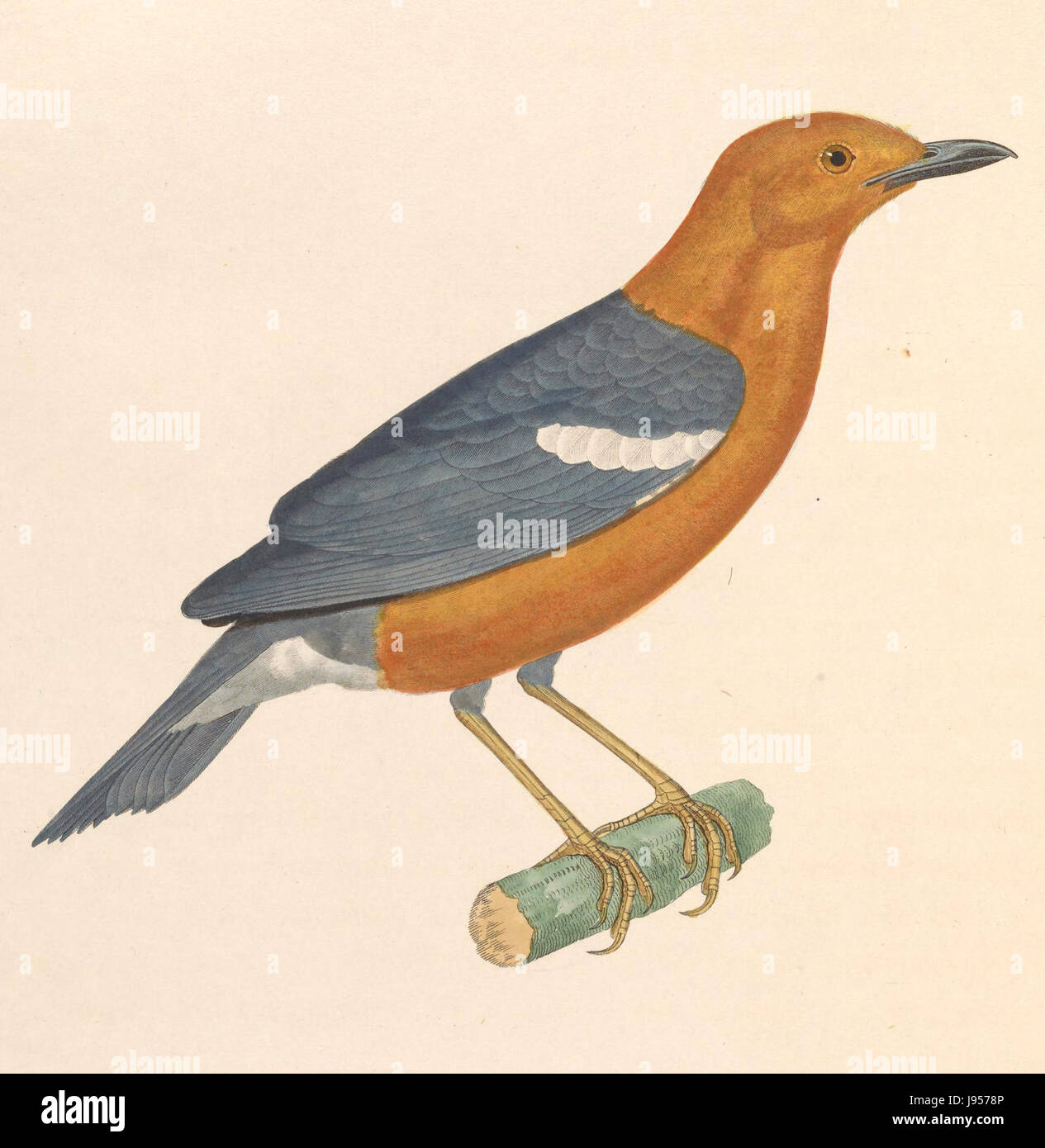 Zoothera citrina, commonly known as the yellow-breasted thrush, is a ...