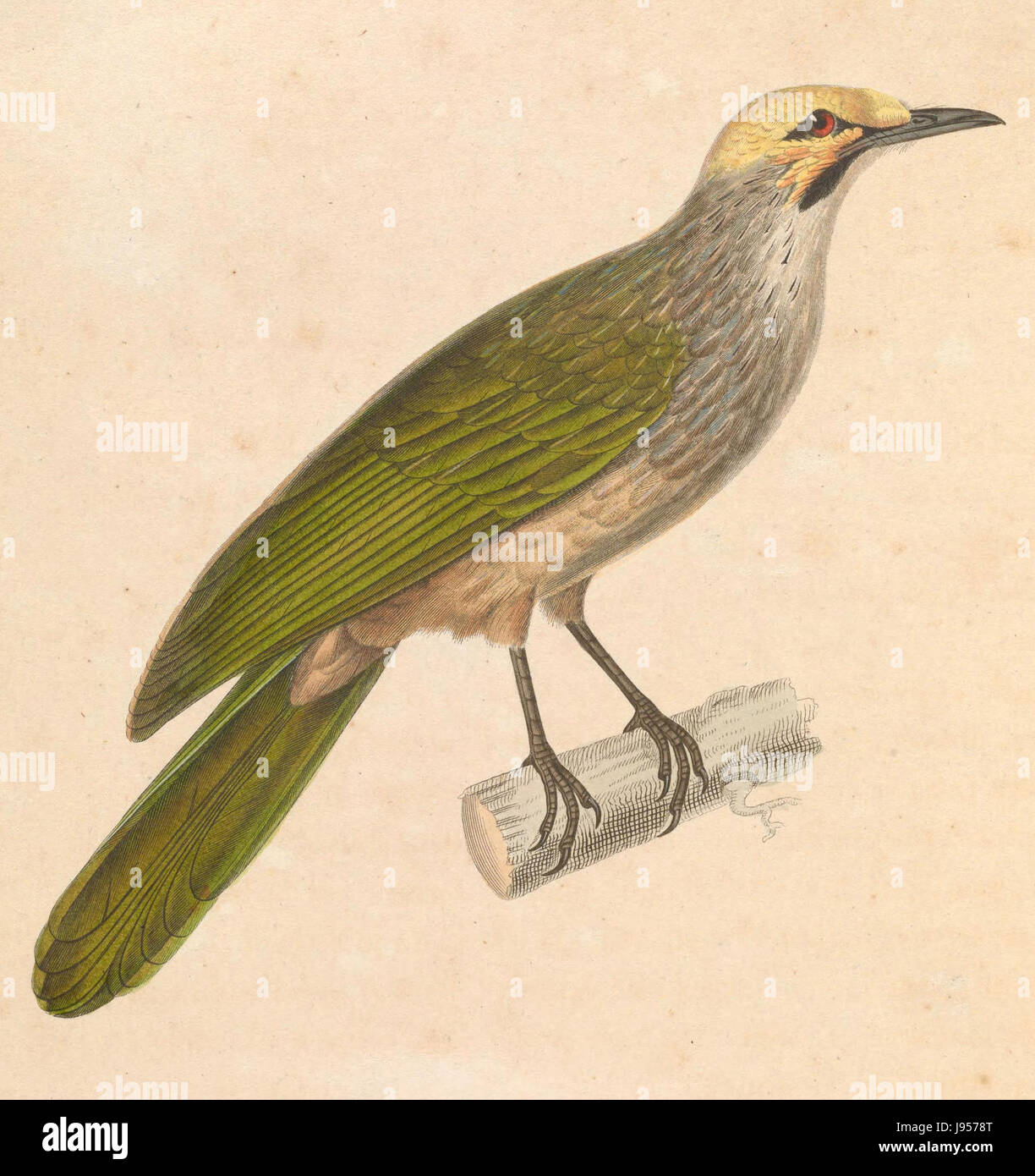 Pycnonotus zeylanicus, commonly known as the Yellow-bellied Bulbul, is ...