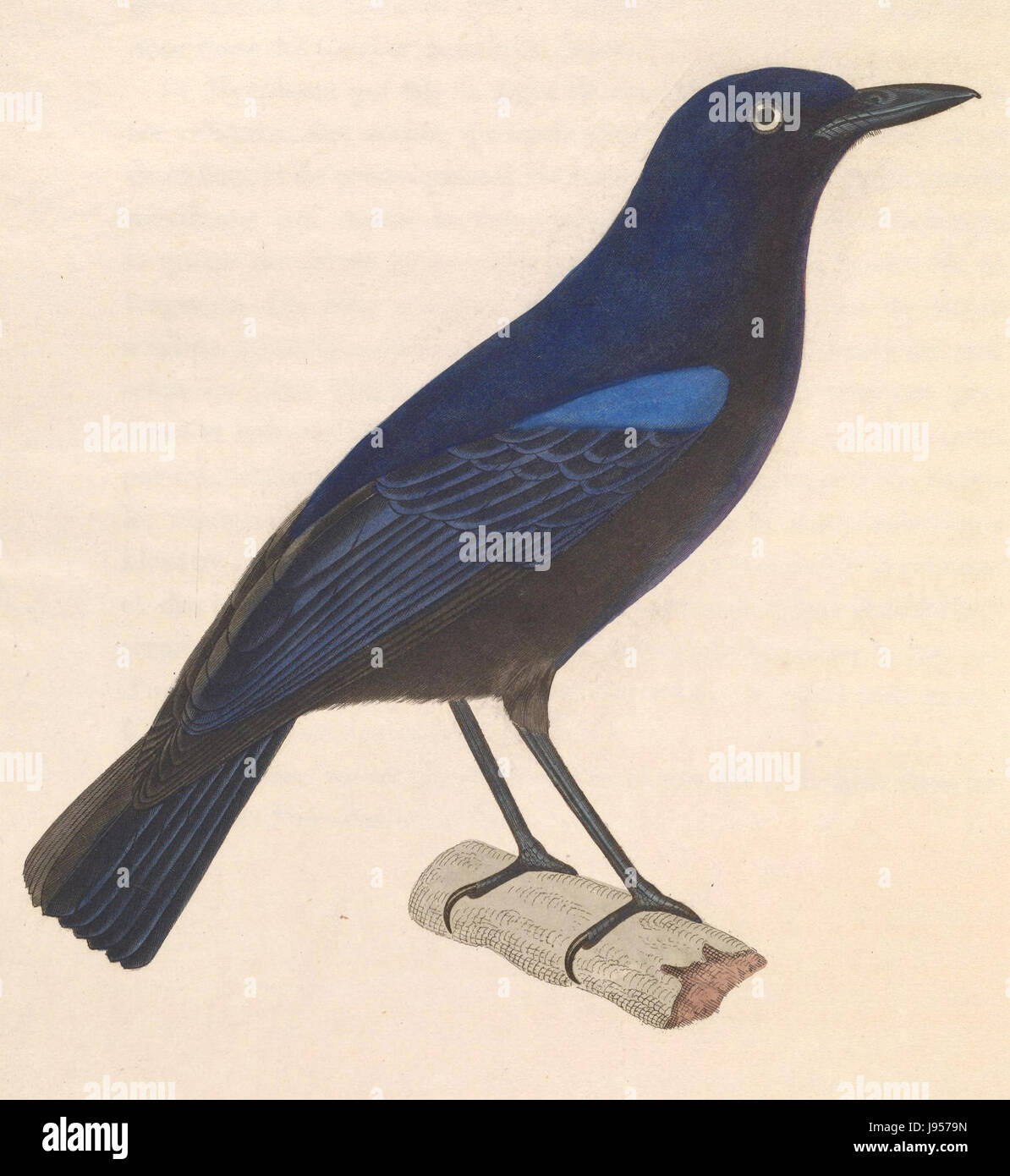 Himalayan bird hi-res stock photography and images - Alamy