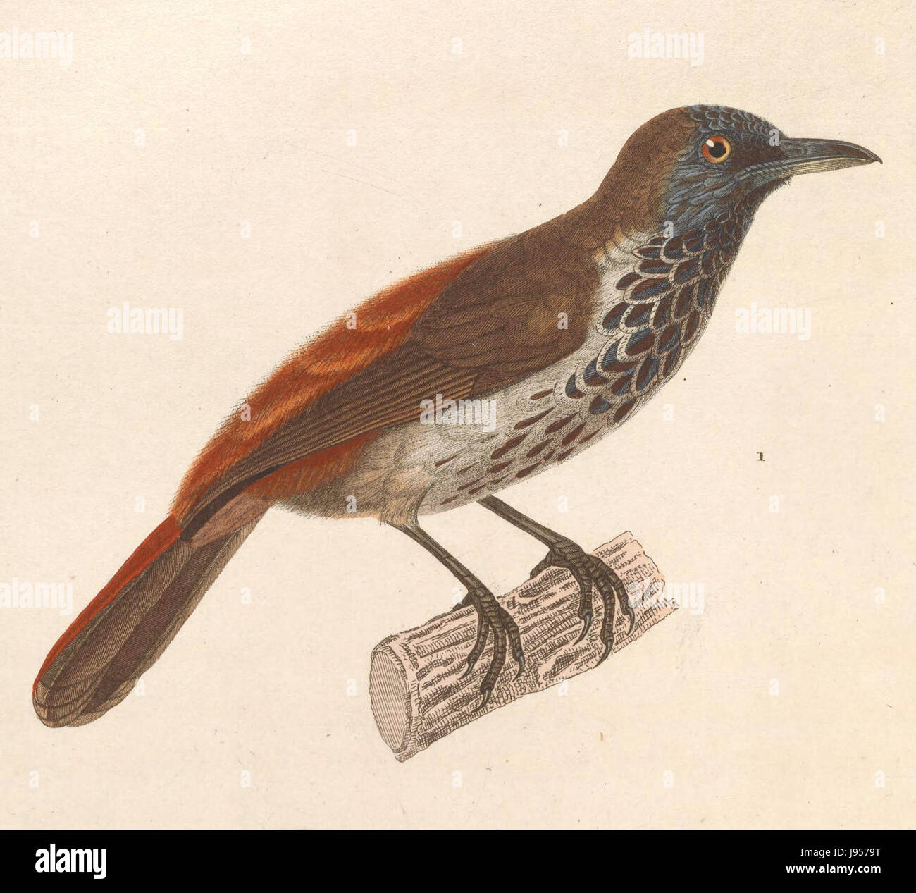 Stachyris maculata, also known as the spotted wren-babbler, is a ...