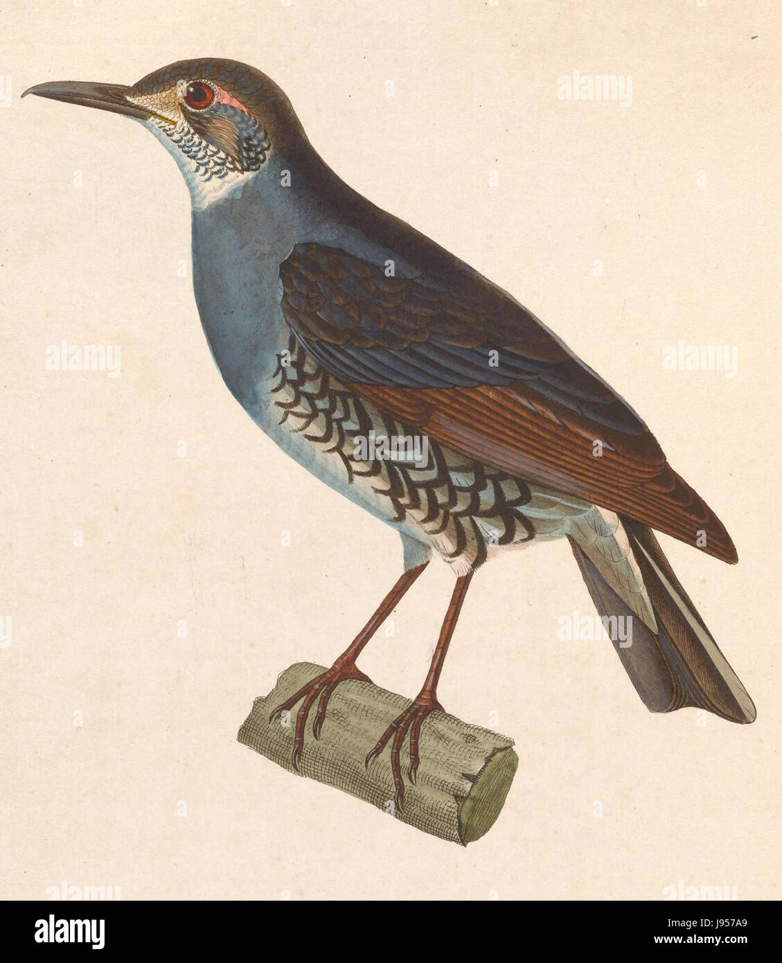 Zoothera andromedae 1838 Stock Photo - Alamy