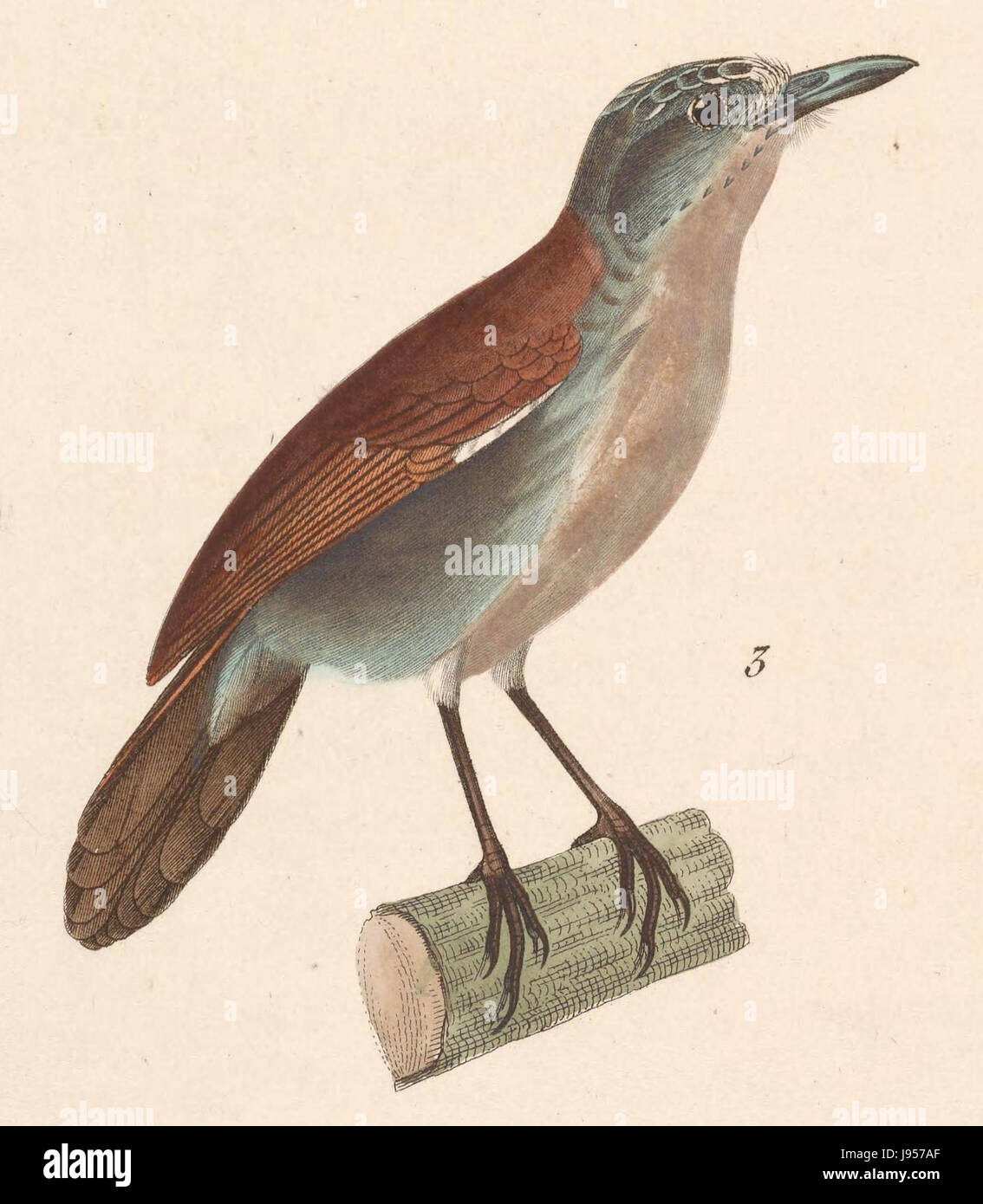 Stachyris hi-res stock photography and images - Alamy