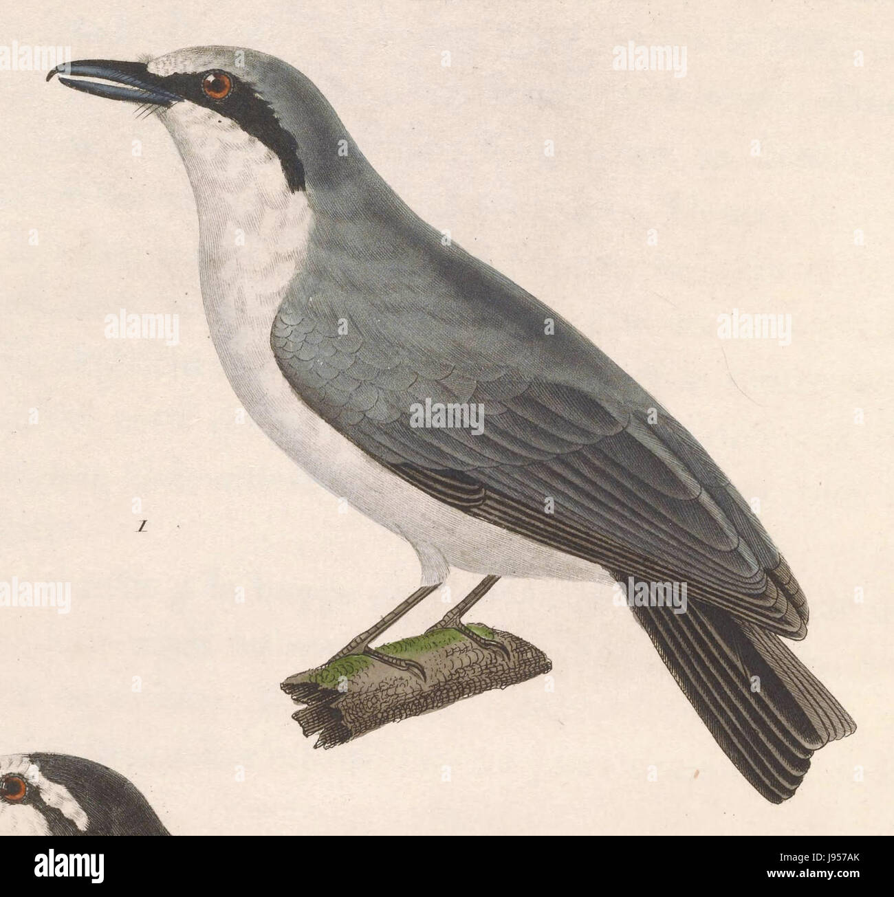 Tephrodornis virgatus, known as the Striped wren-babbler, is a species ...