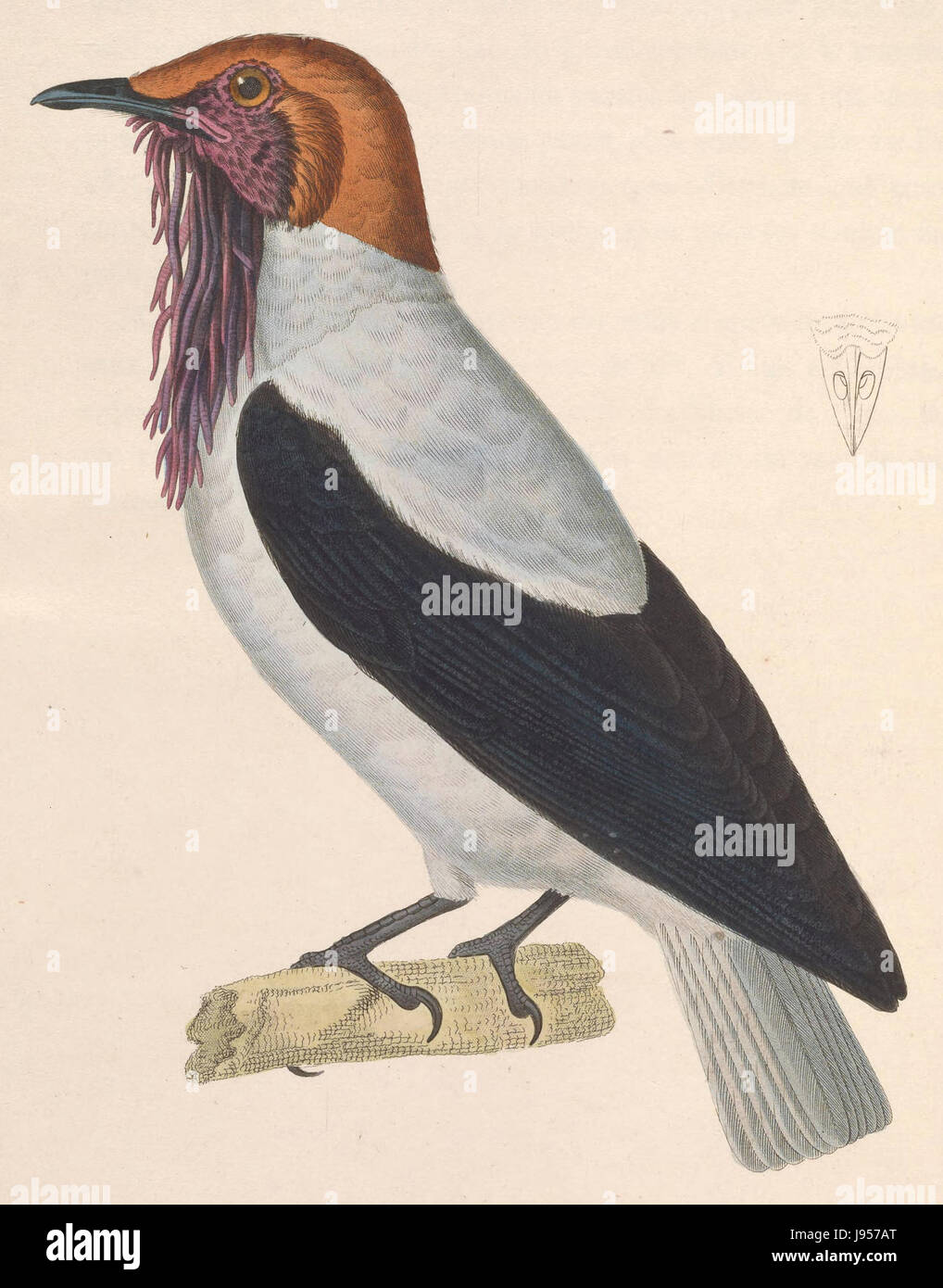 Procnias averano 1838 Stock Photo - Alamy